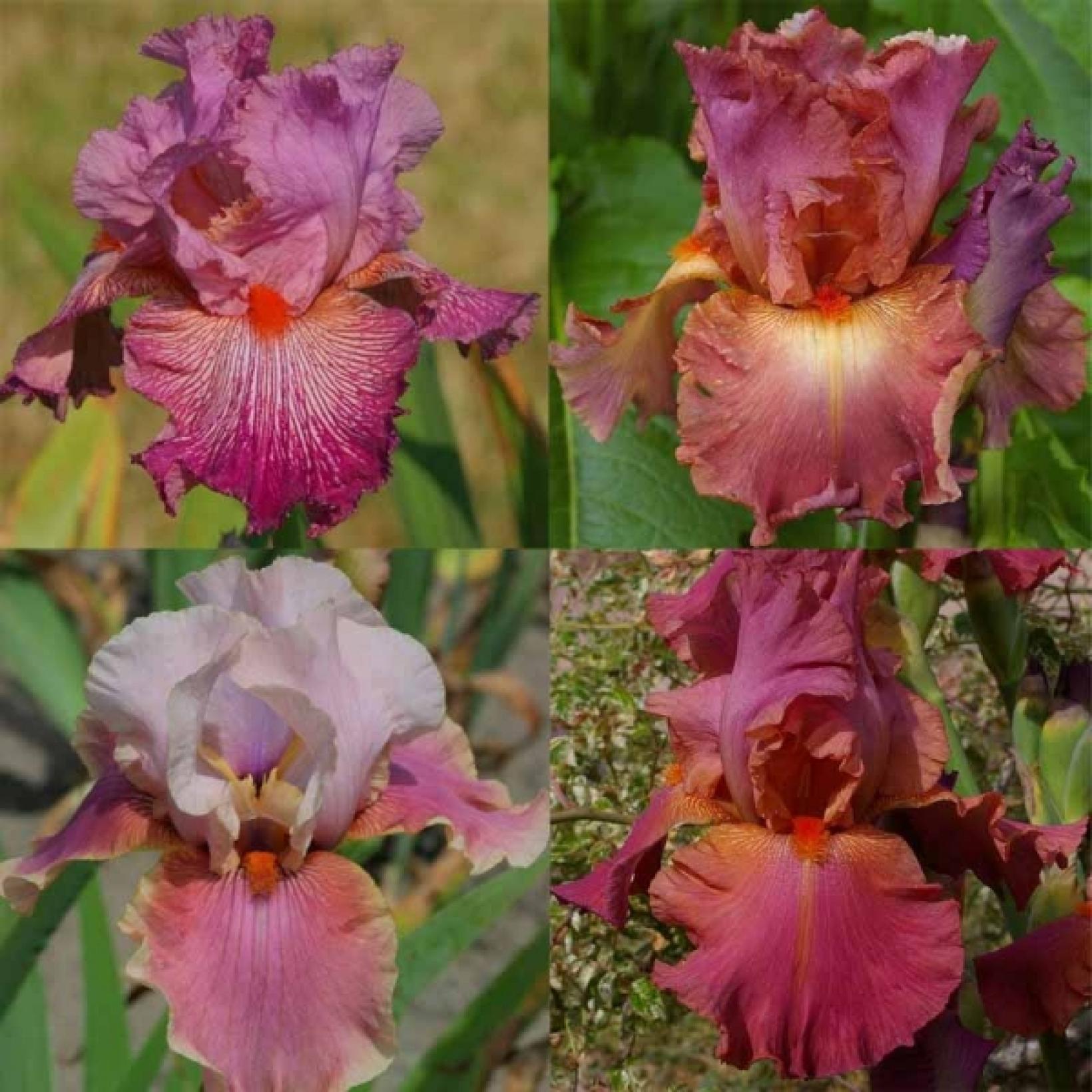 Collection de 4 iris germanica - Un superbe camaïeu fruité rosé