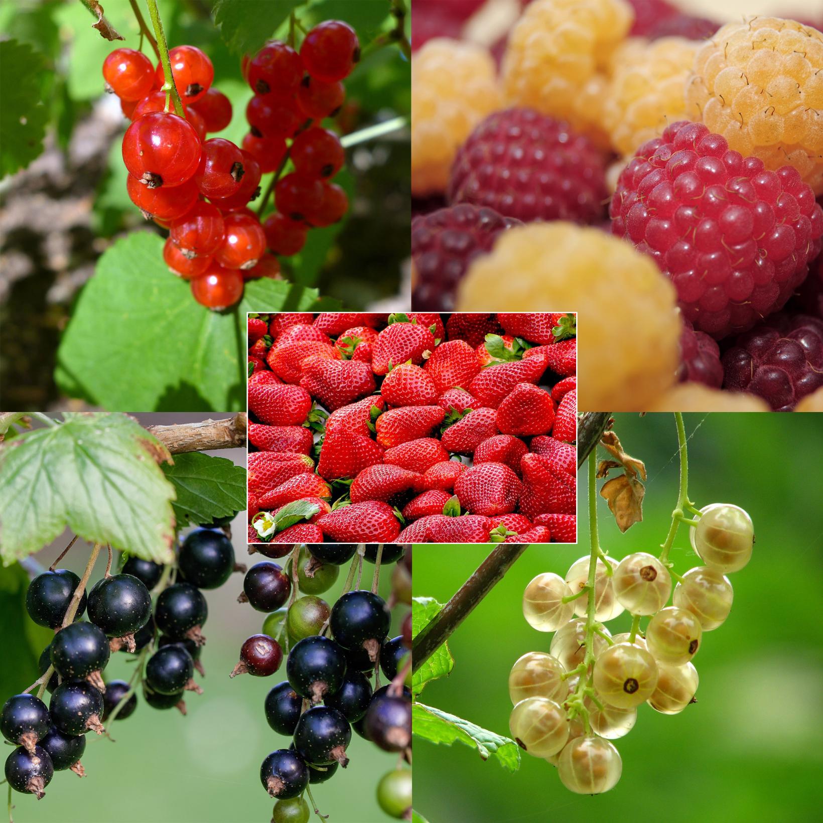 Collection 5 petits fruits : Groseilliers, Framboisiers, Cassis, Fraisiers