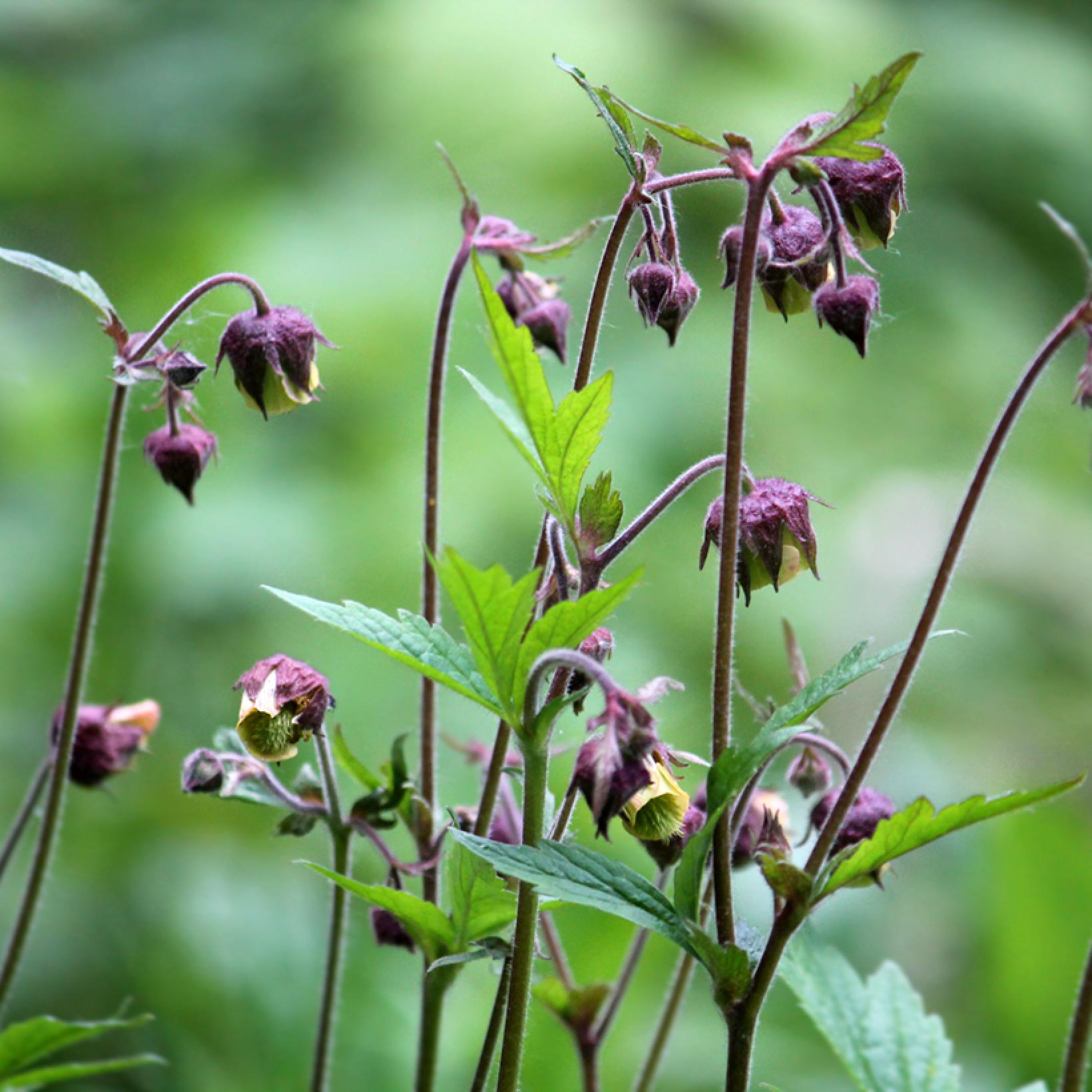 Comarum palustre - Comaret des marais - Potentille des marais - Vivace ...