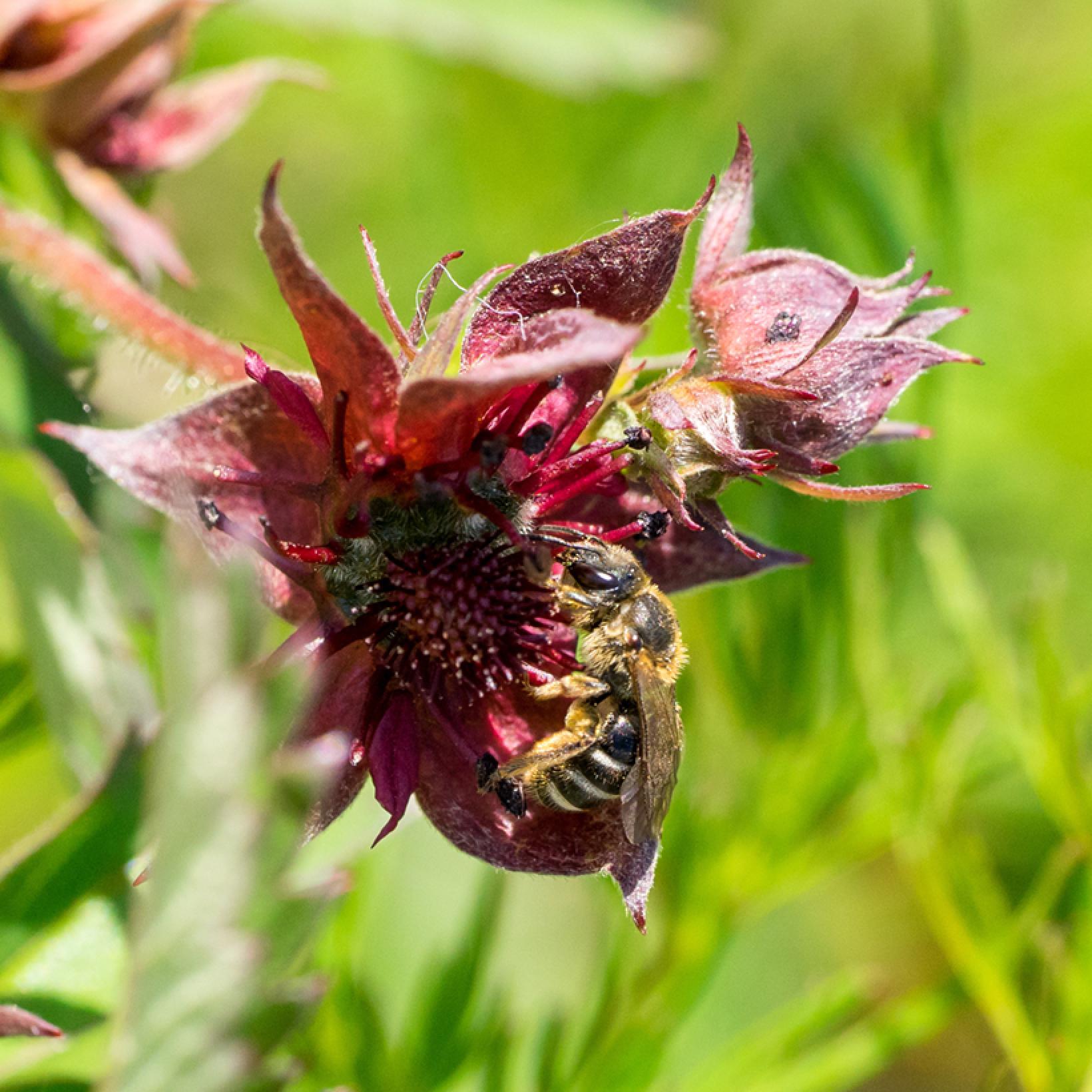 Comarum palustre - Comaret des marais - Potentille des marais - Vivace ...