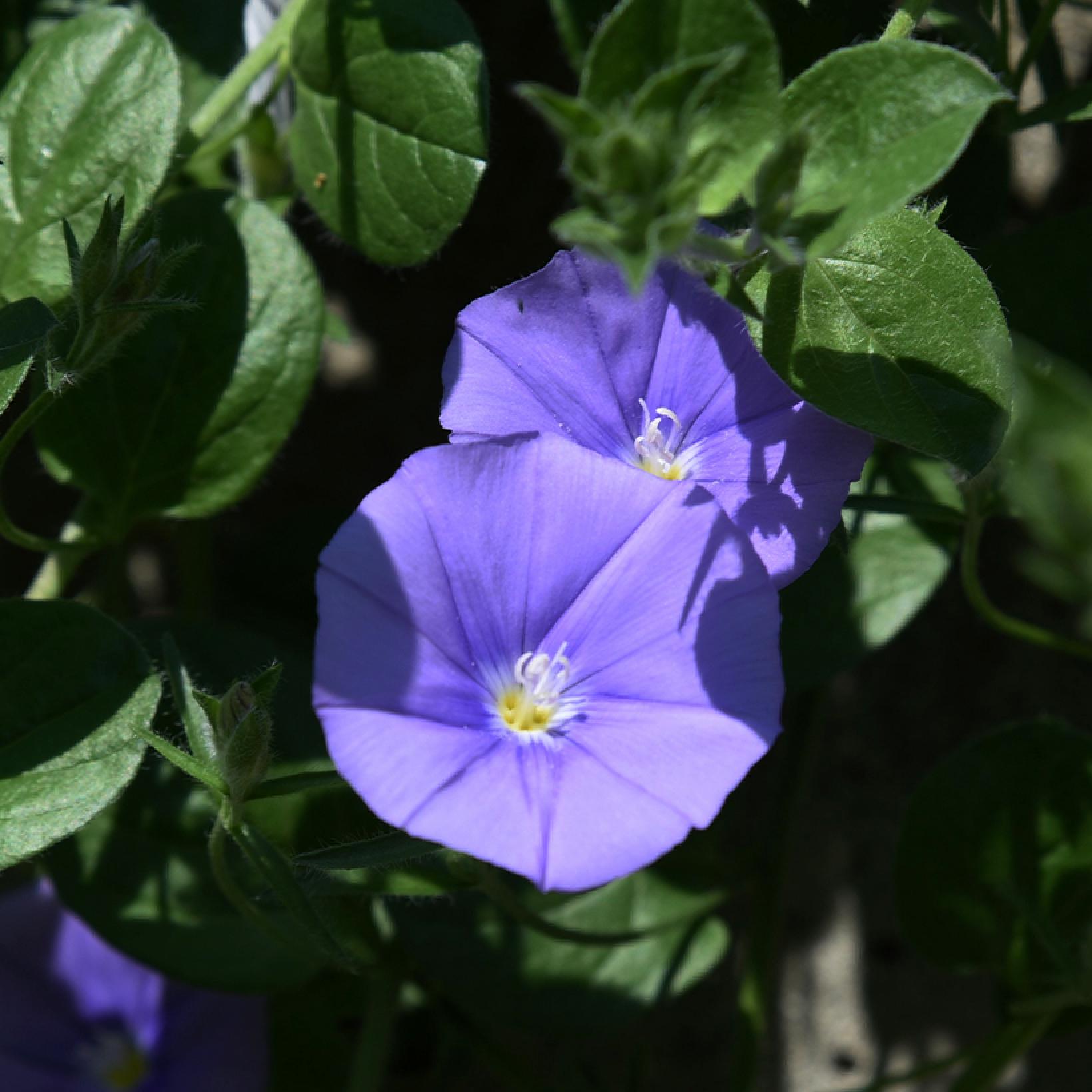 Convolvulus sabatius New Blue Moon - Liseron vivace couvre-sol aux ...