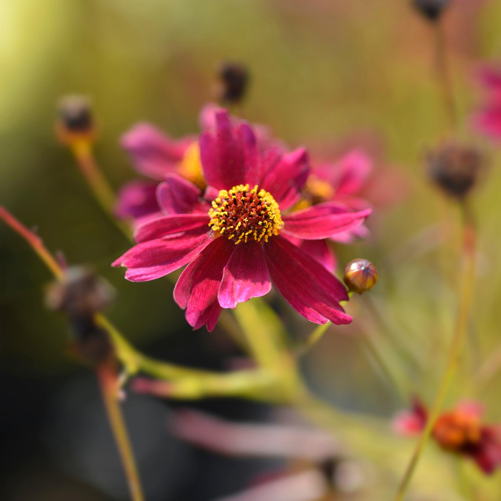 Coreopsis Red Satin - Coréopsis très florifère, à fleurs d'un rouge ...
