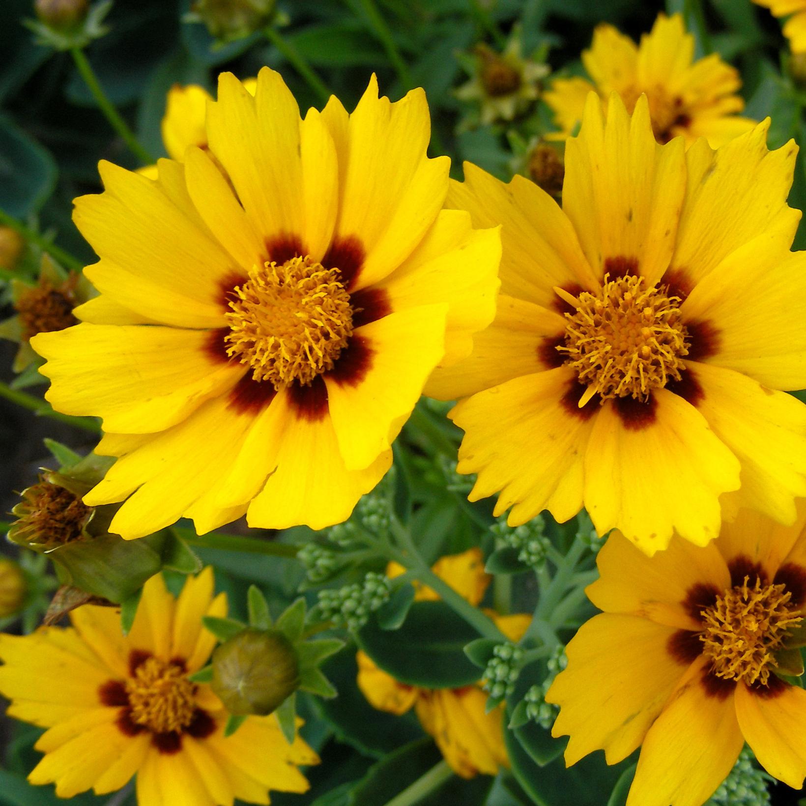 Coreopsis grandiflora Sonnenkind - Coréopsis à grandes fleurs jaunes et ...