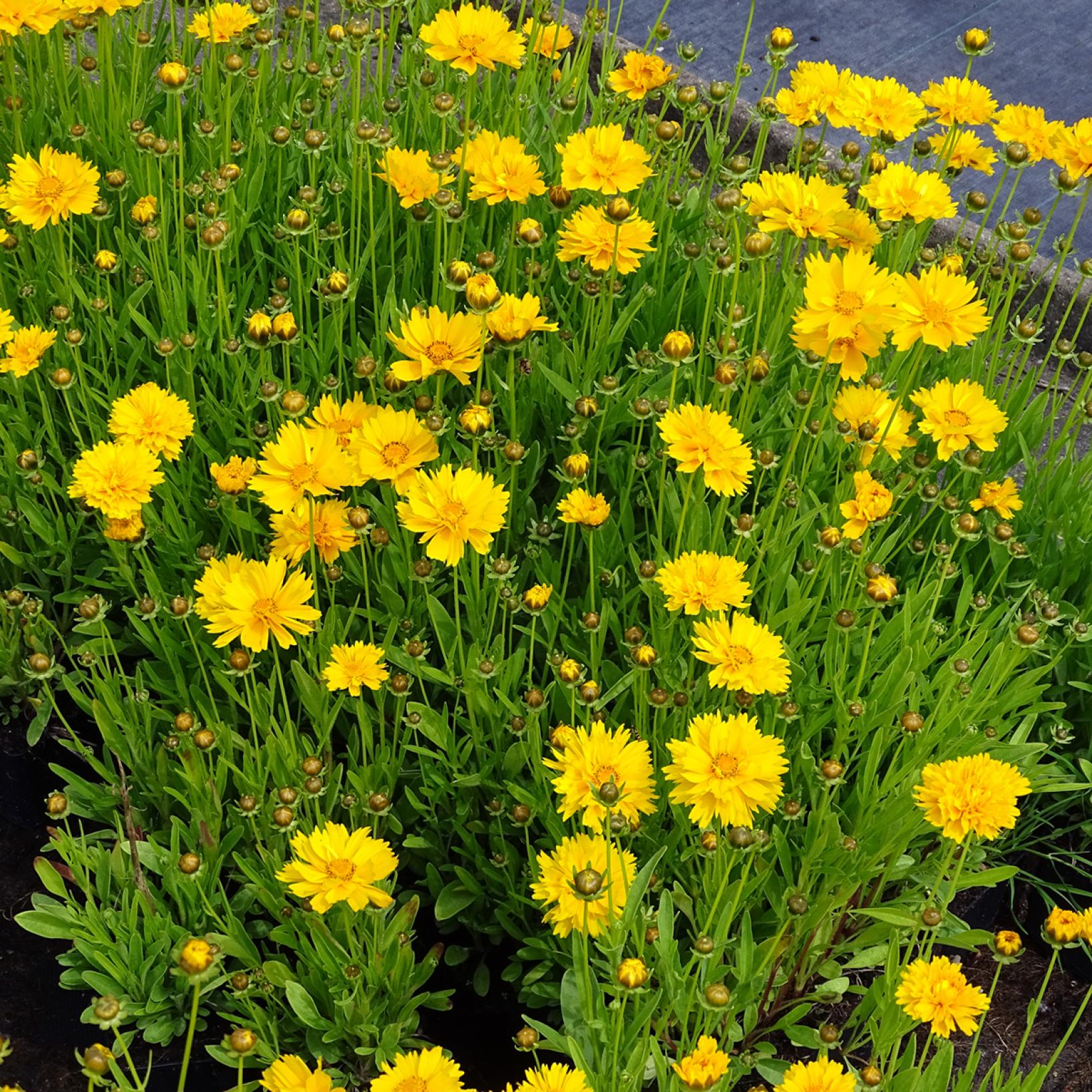 Coreopsis grandiflora Sunray – Coréopsis à grandes marguerites doubles ...