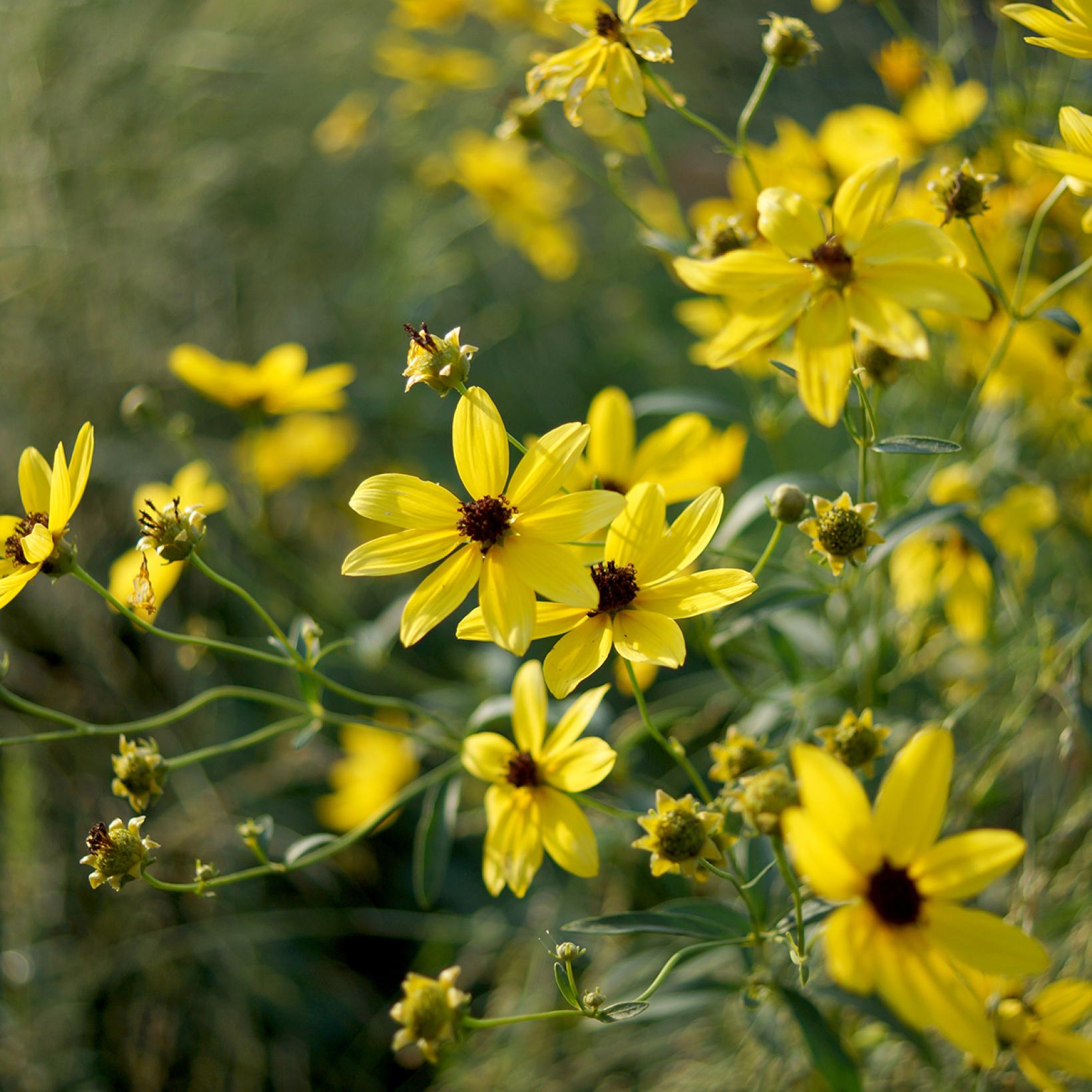 Coreopsis tripteris – Grand Coréopsis à fleurs jaune clair et centre brun
