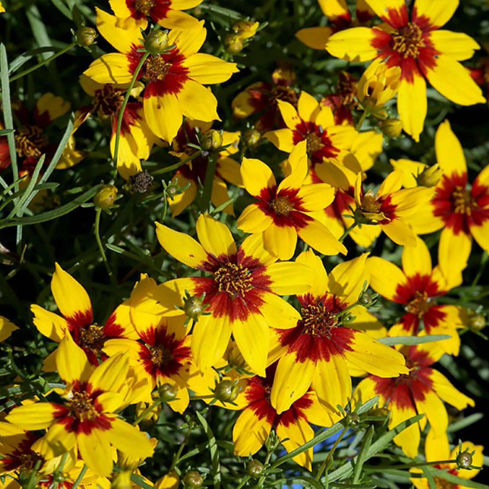 Coreopsis verticillata Curry Up SIZZLE & SPICE - Coreopsis verticillé à ...