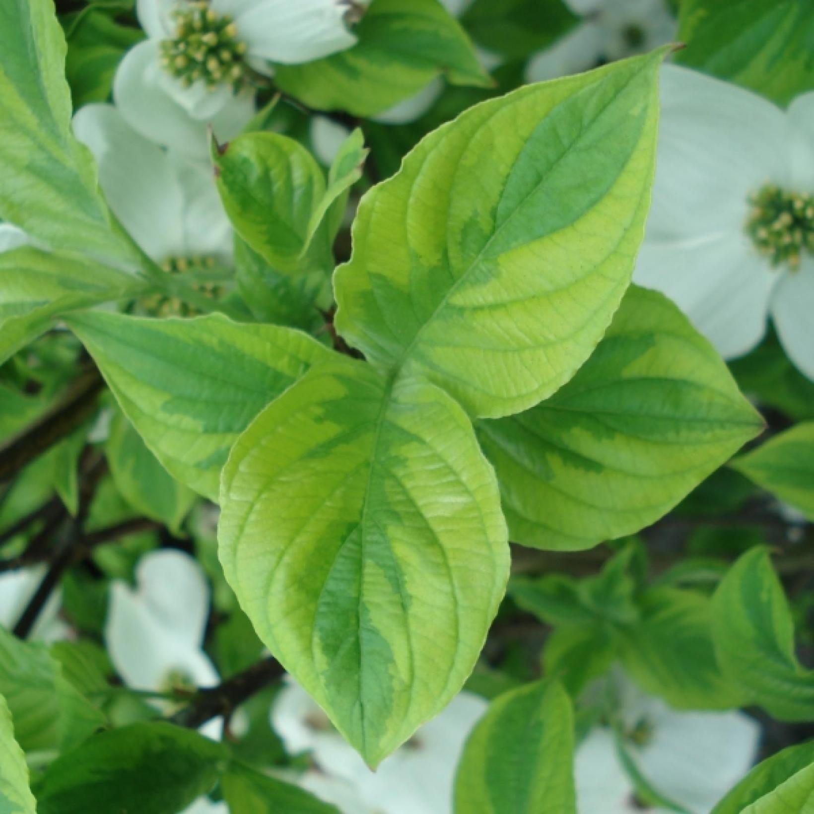 Cornus florida Rainbow - Cornouiller panaché à fleurs blanches