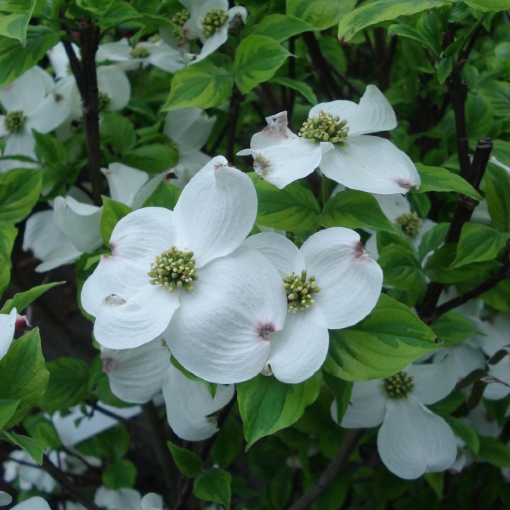 Cornus florida Rainbow - Cornouiller panaché à fleurs blanches