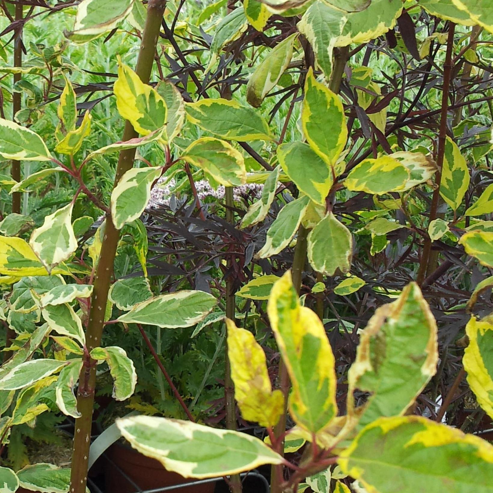 Cornouiller blanc Gouchaultii - Cornus alba panaché d'or et de rose