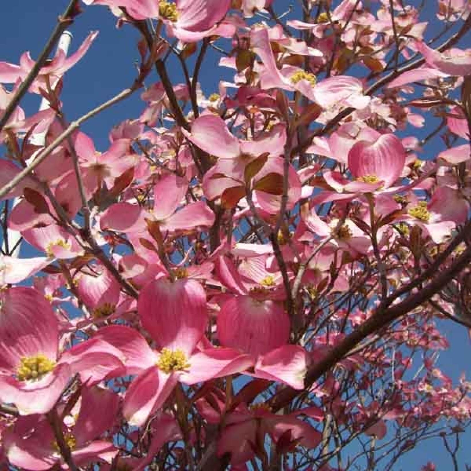 Cornus florida Rubra - Cornouiller à fleurs d'Amérique à bractées roses