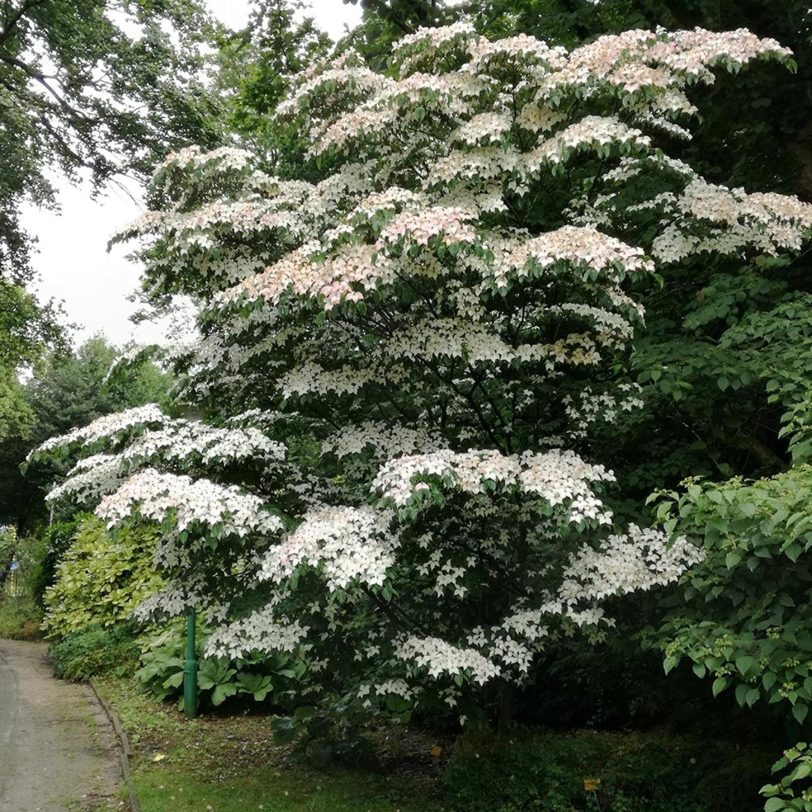 Cornus kousa - Cornouiller du Japon