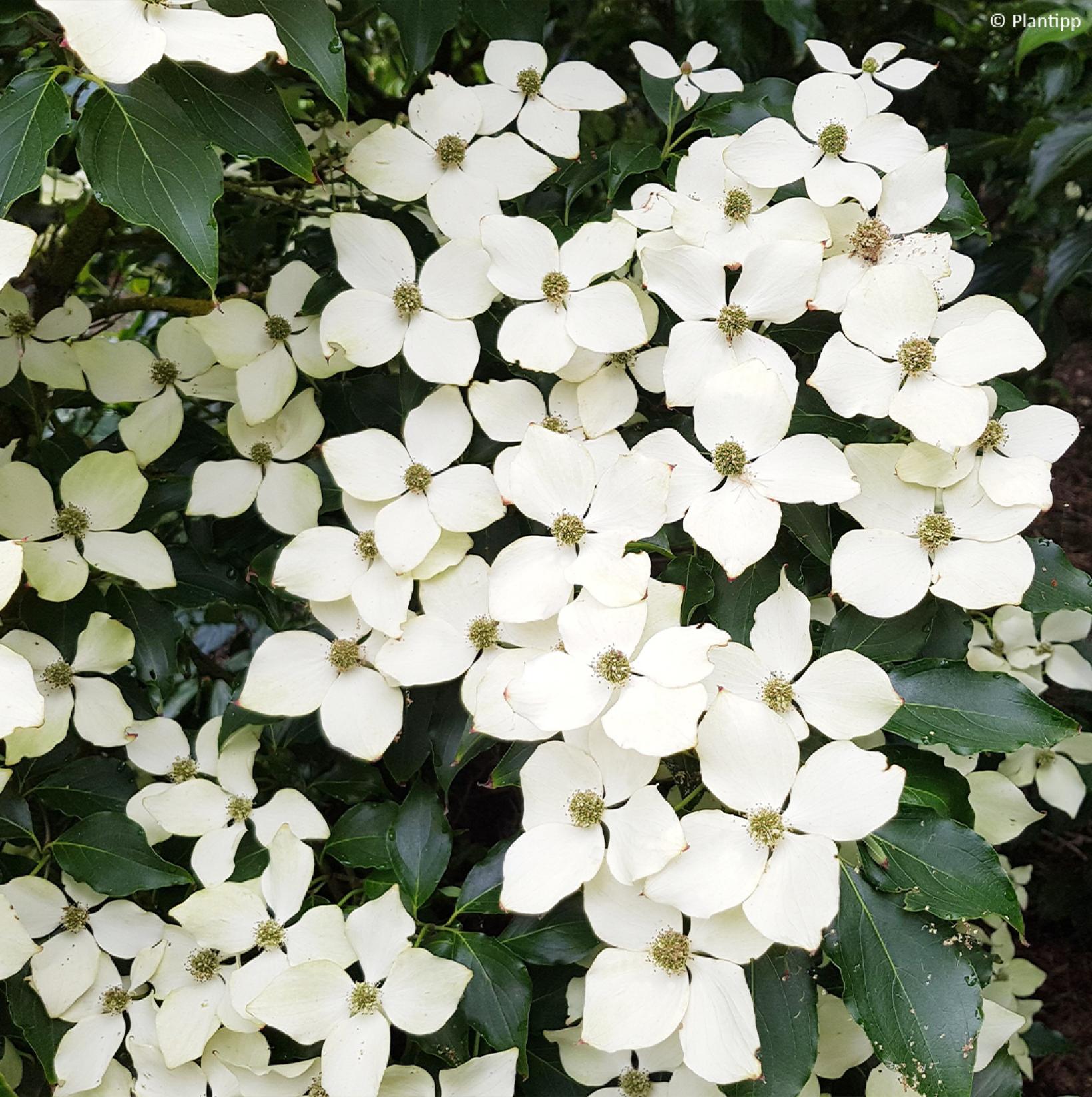 Cornouiller du Japon Flower Tower - Cornus kousa au port érigé en colonne