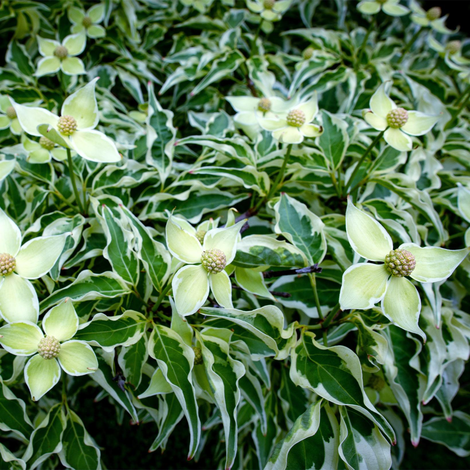 Cornus kousa Laura - Cornouiller du Japon au port léger, à feuillage ...