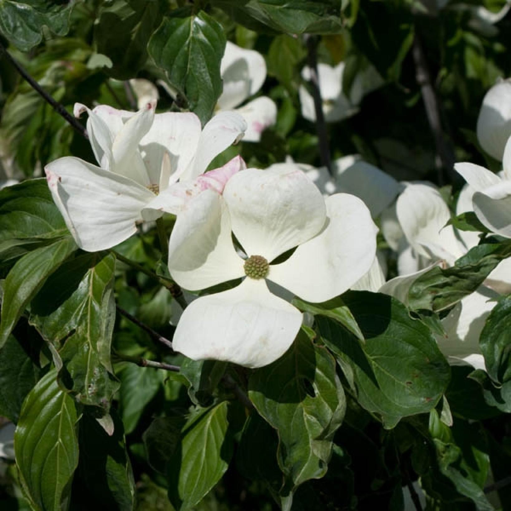 Cornus kousa Venus - Cornouiller du Japon à très grandes fleurs blanches