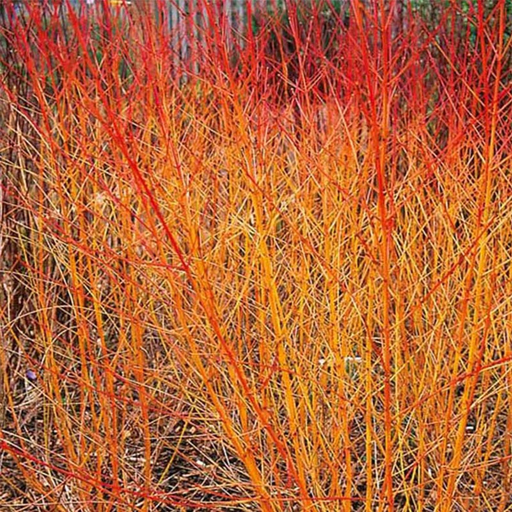 Cornus sanguinea Magic Flame - Cornouiller sanguin à bois jaune à rouge