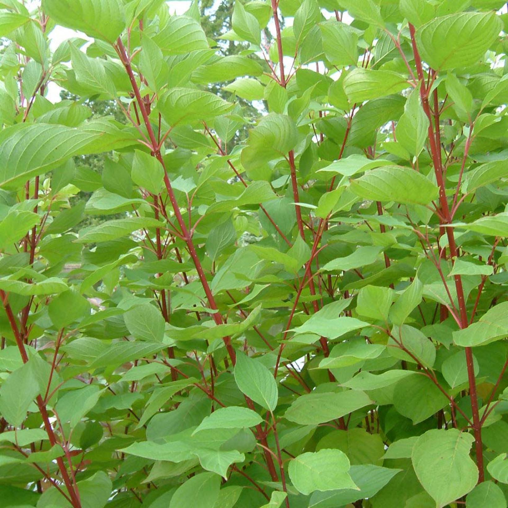 Cornus sericea Baileyi - Cornouiller stolonifère à bois rouge vif en hiver