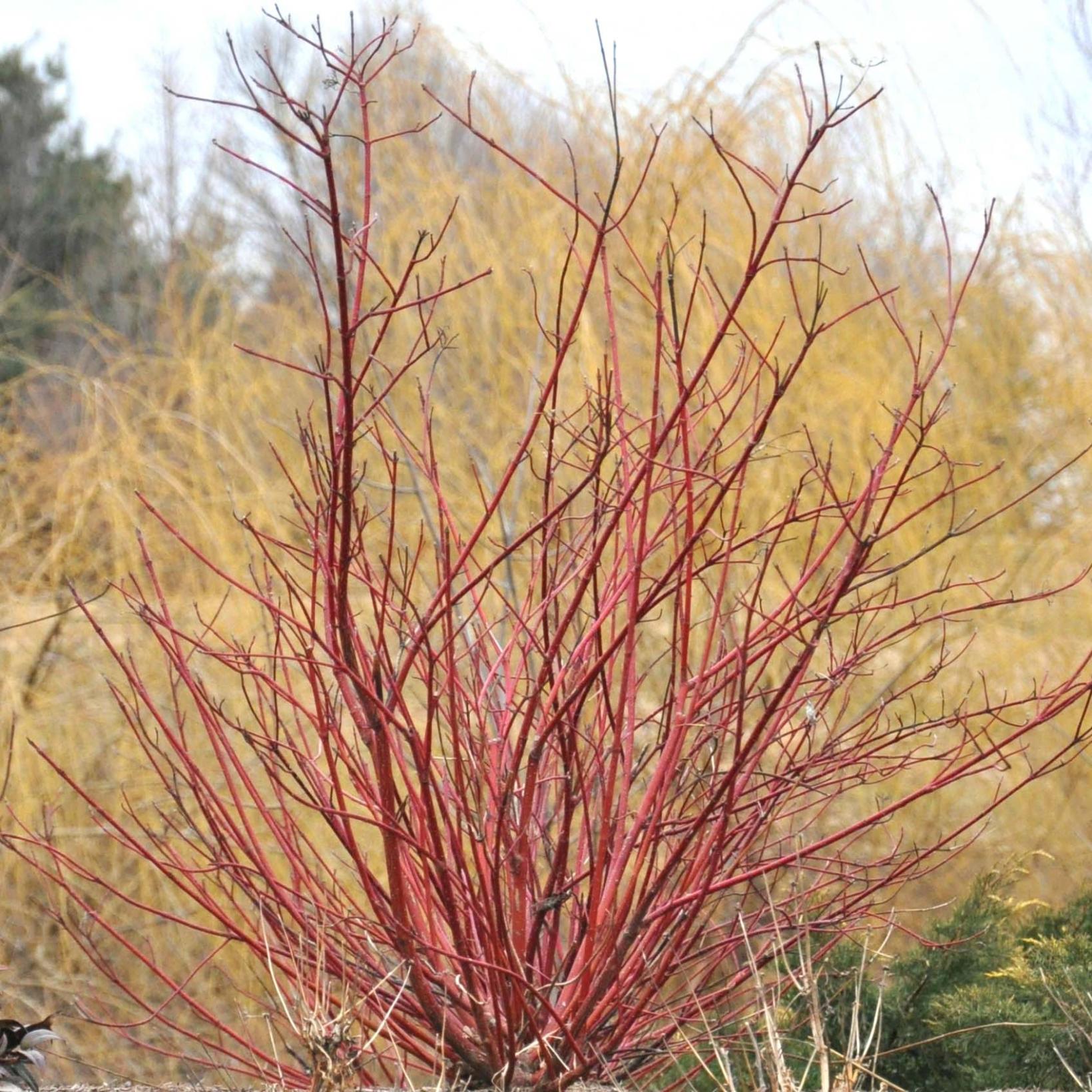 Cornus sericea Baileyi - Cornouiller stolonifère à bois rouge vif en hiver