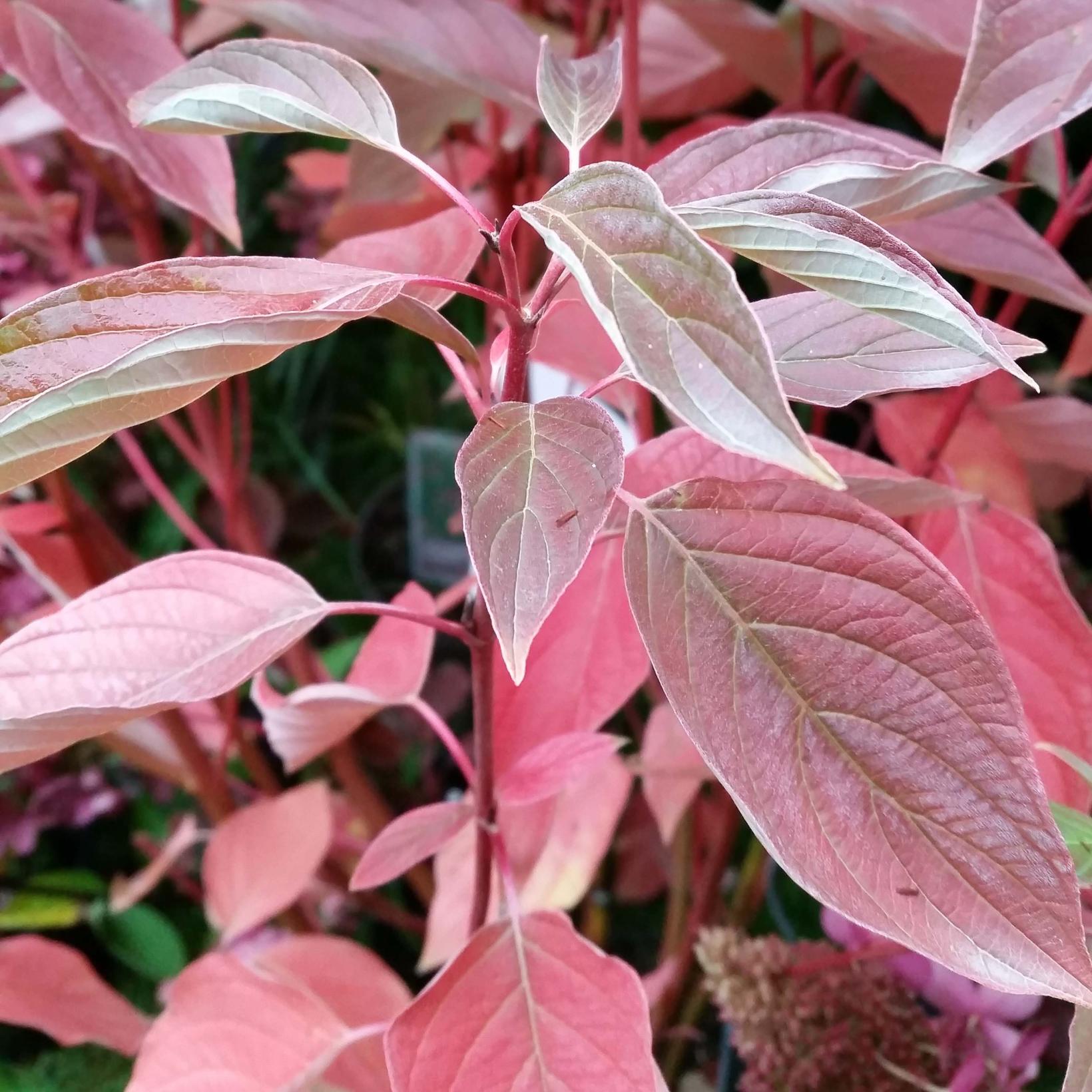 Cornus sericea Cardinal - Cornouiller stolonifère à bois rouge vif en hiver