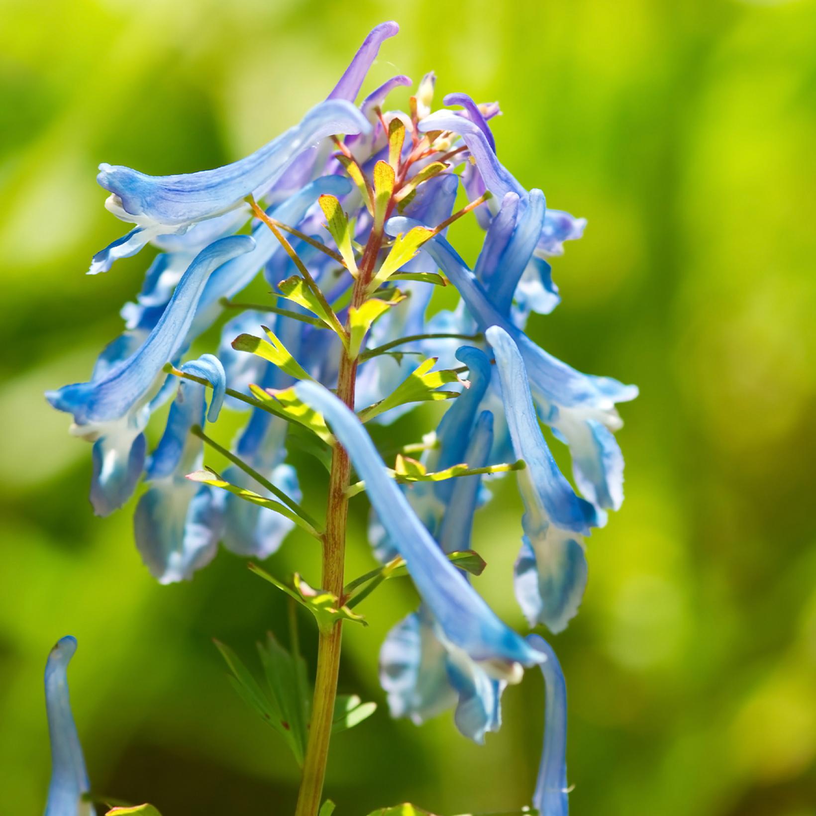 La Corydalis elata, des fleurs parfumées du pourpre clair au bleu ...