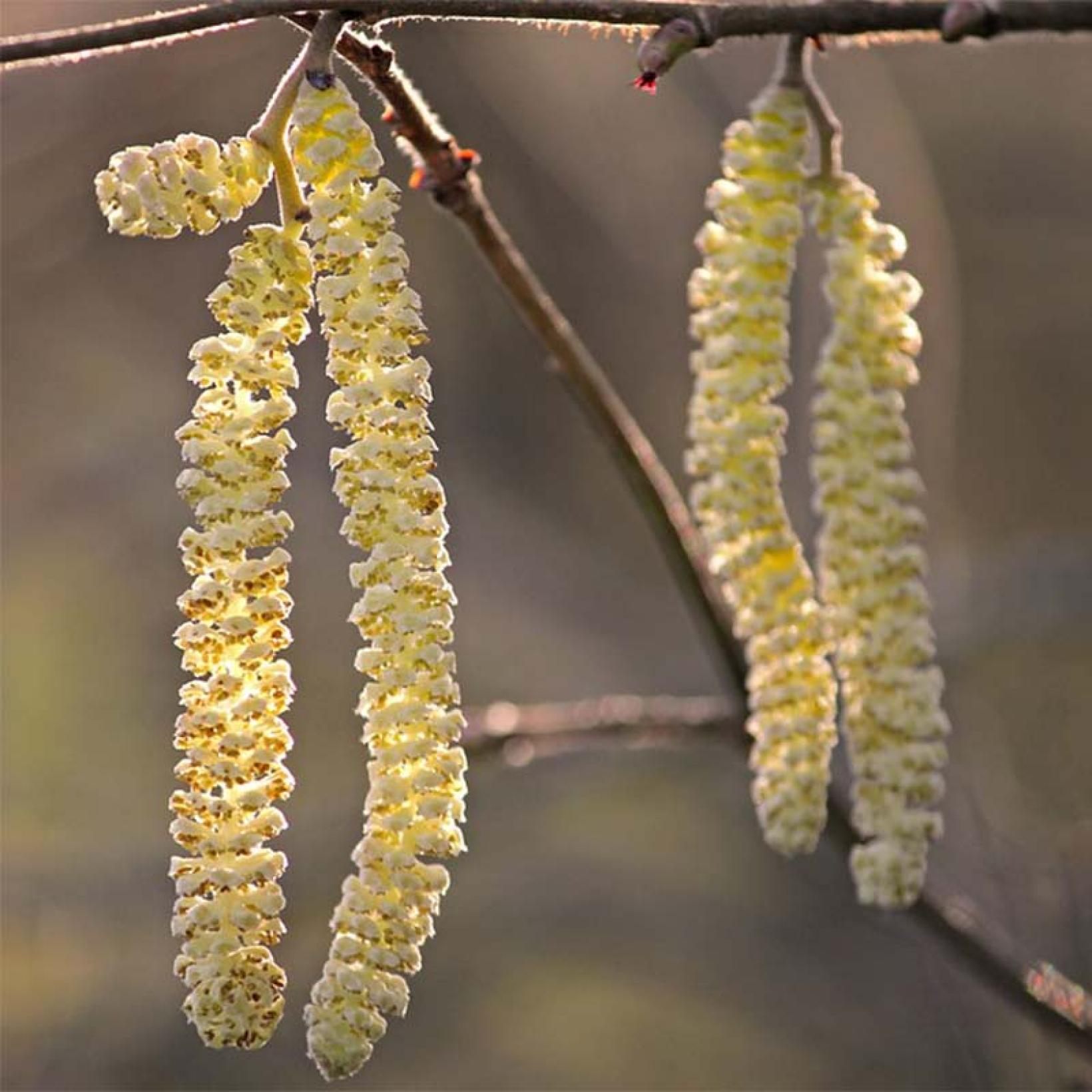 Corylus colurna - Noisetier de Byzance - Arbre caduc à fruits comestibles