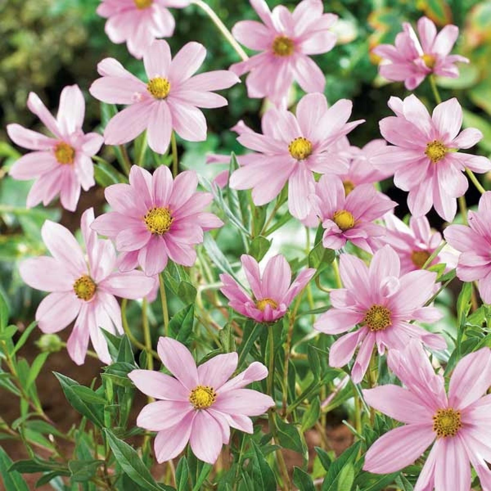 Cosmos tubéreux, Cosmos Flamingo - vivace à fleurs roses.
