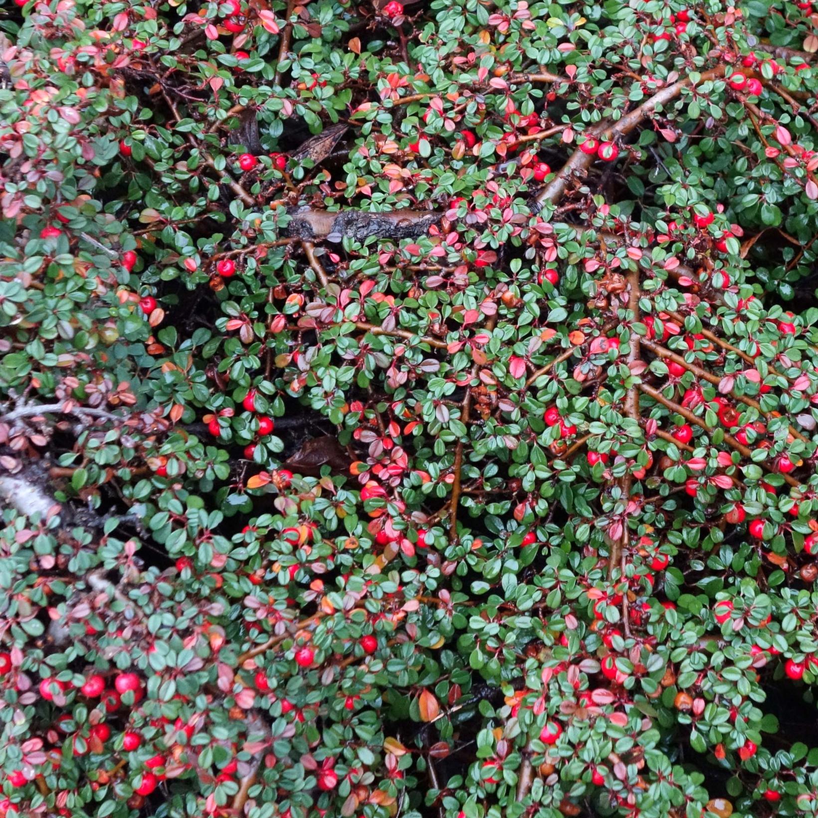 Cotoneaster congestus - Cotonéaster tapissant, excellent couvre-sol ...