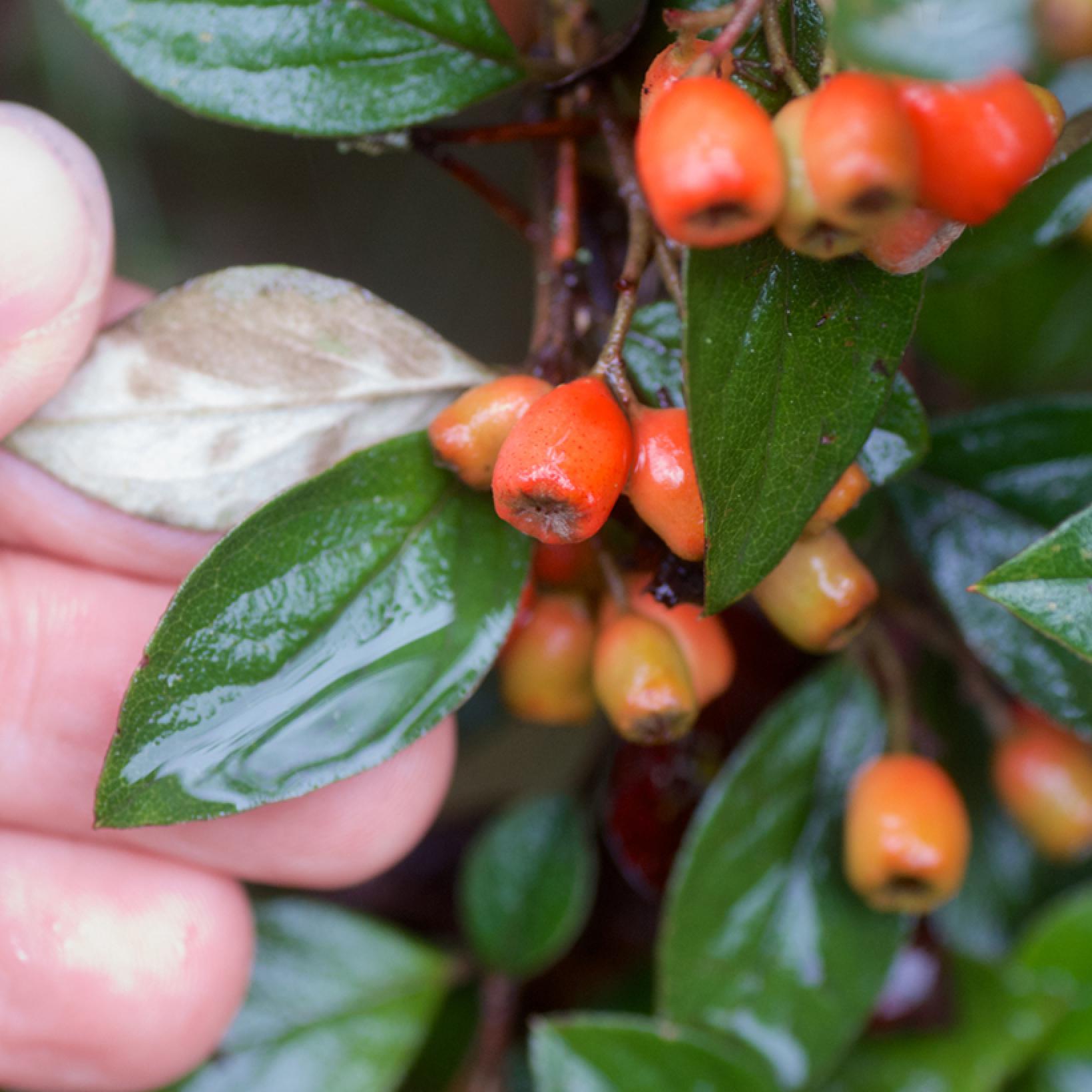 Cotoneaster simonsii - Cotonéaster de Simons ou de l'Himalaya - Grand ...