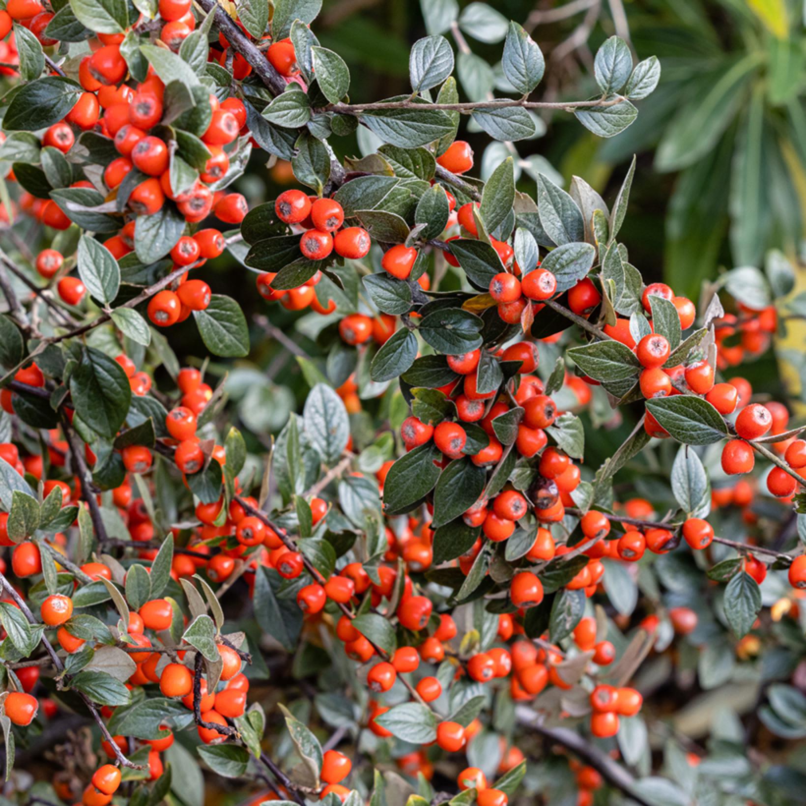 Cotoneaster simonsii - Cotonéaster de Simons ou de l'Himalaya - Grand ...