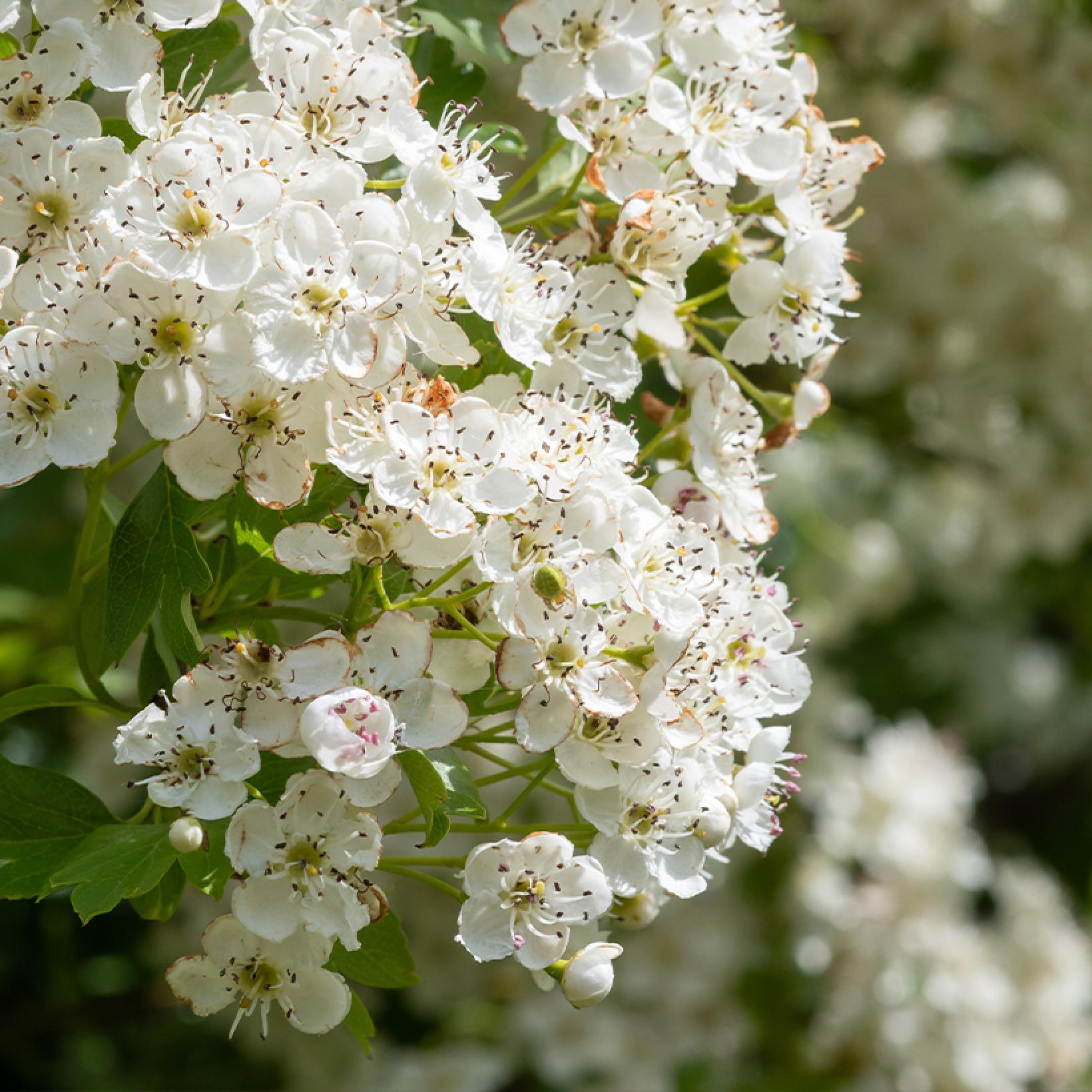 Crataegus laevigata - Aubépine lisse - Aubépine à deux styles - Petit ...