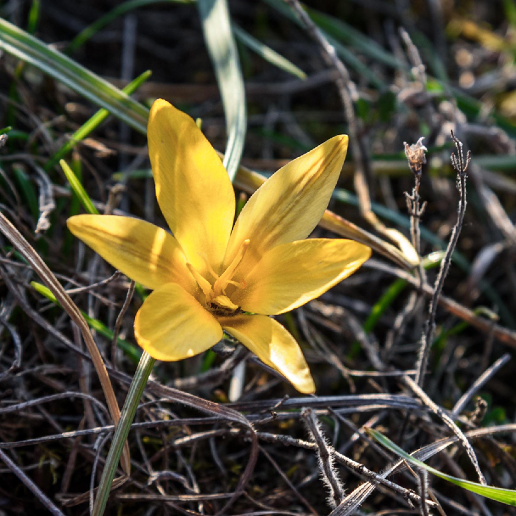 Crocus angustifolius - Petit bulbe botanique à floraison jaune orangée