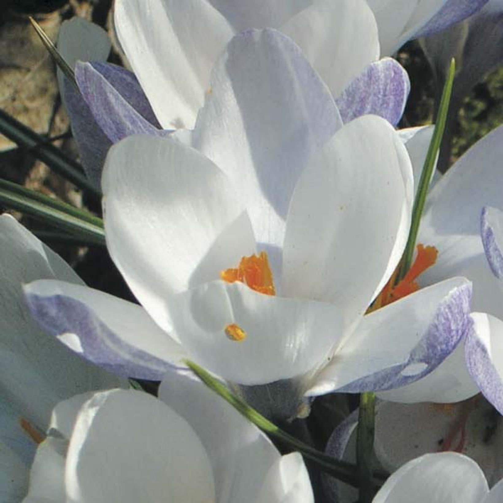 Crocus Chrysanthus Blue Pearl - Bulbe - Une jolie variété botanique
