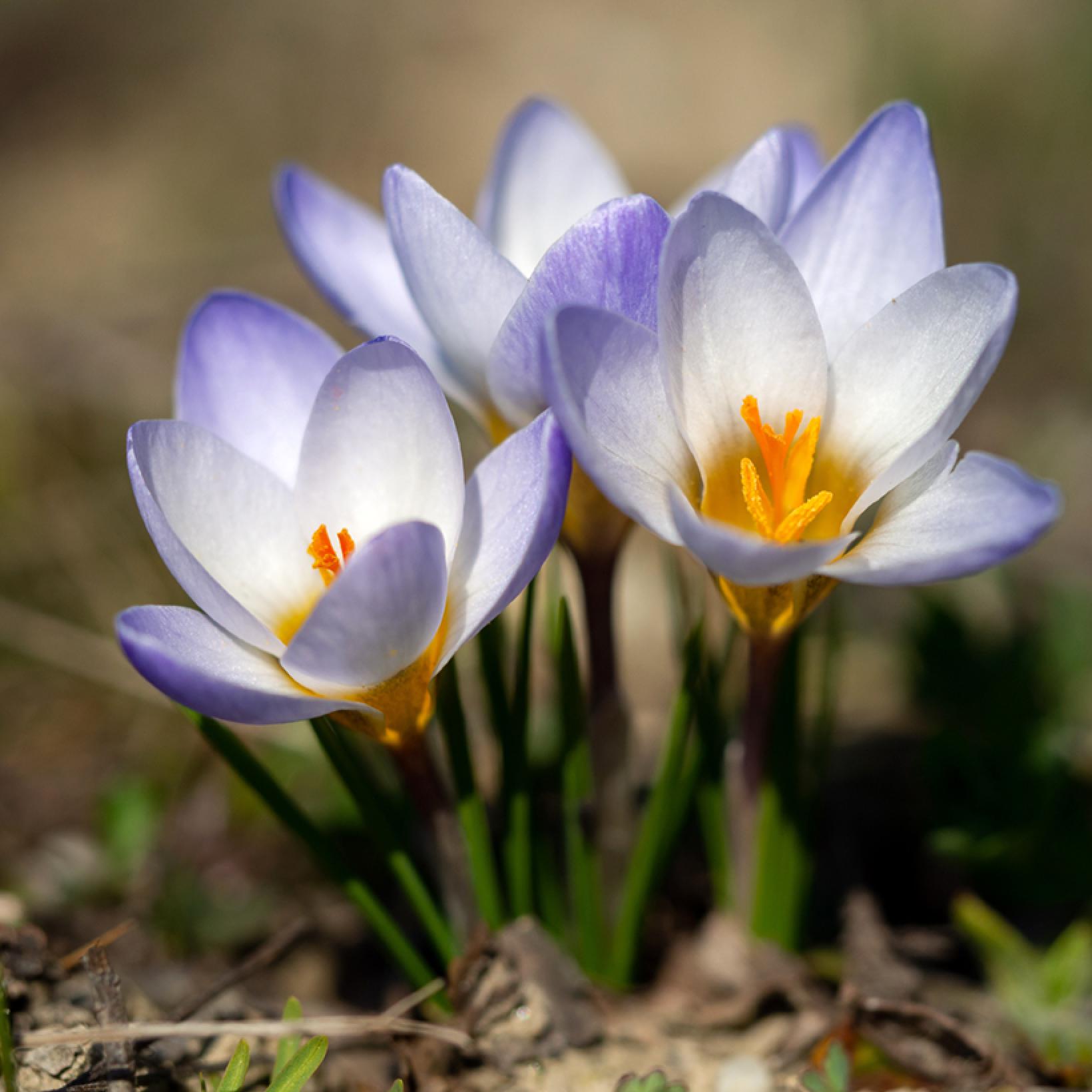 Crocus Chrysanthus Blue Pearl - Bulbe - Une jolie variété botanique