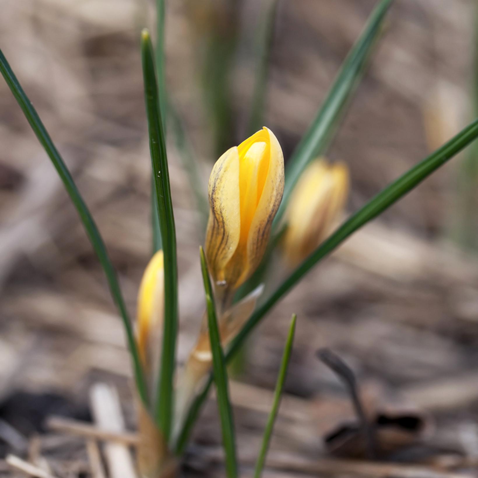 Crocus chrysanthus Fuscotinctus - Fleurs jaune d'or striées de bronze