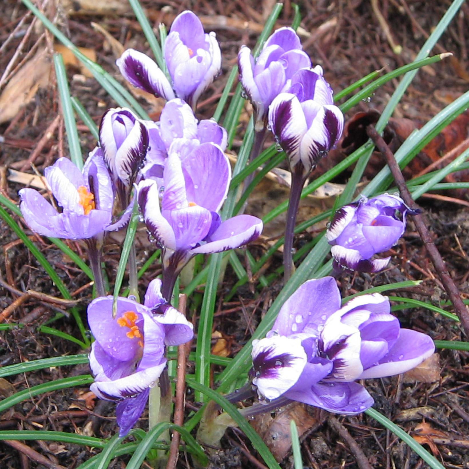 Crocus minimus - Un adorable Crocus botanique à fleurs mauve-lilas - Bulbes