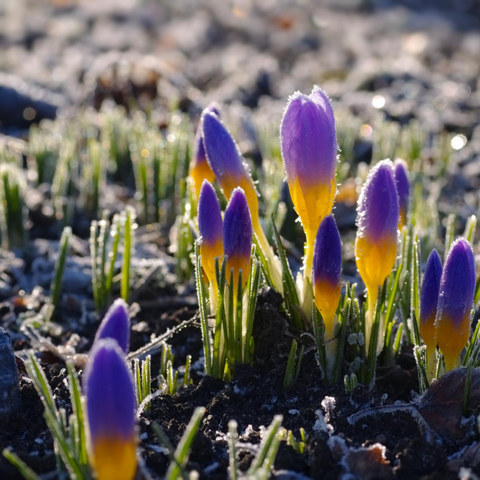 Crocus sieberi Firefly - Bulbes à fleurs bleu ciel, coeur doré.