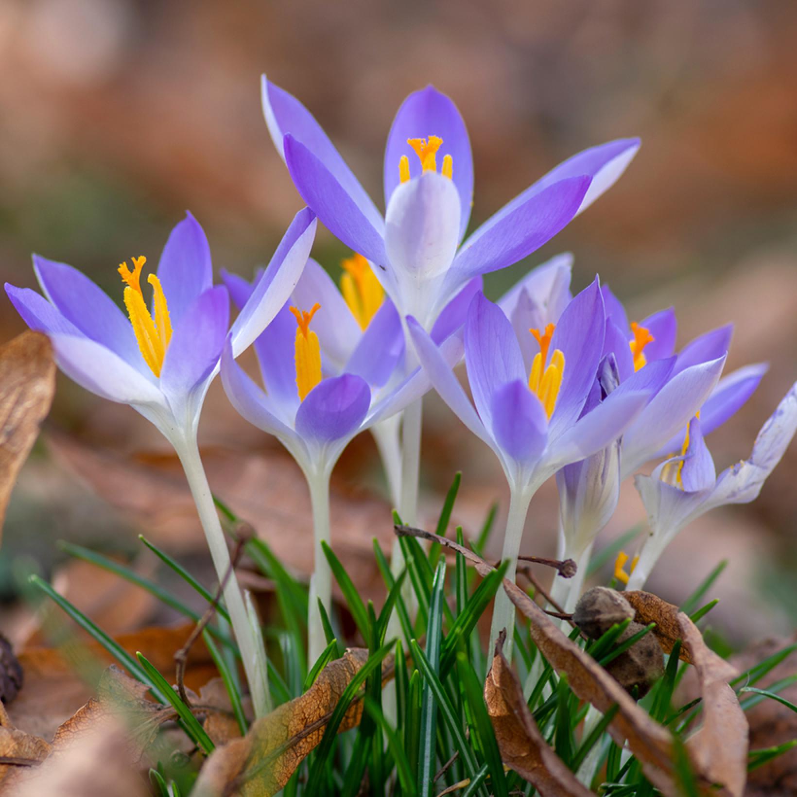 Crocus tommasinianus Lilac Beauty - De jolies fleurs mauves - Bulbes