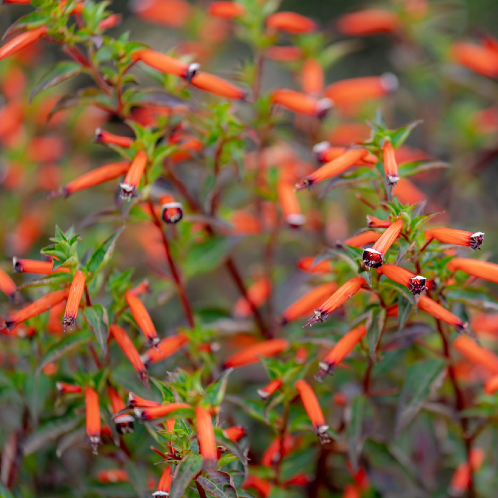 Cuphea ignea Scarlet - Plante cigarette - Sous arbrisseau à fleurs ...