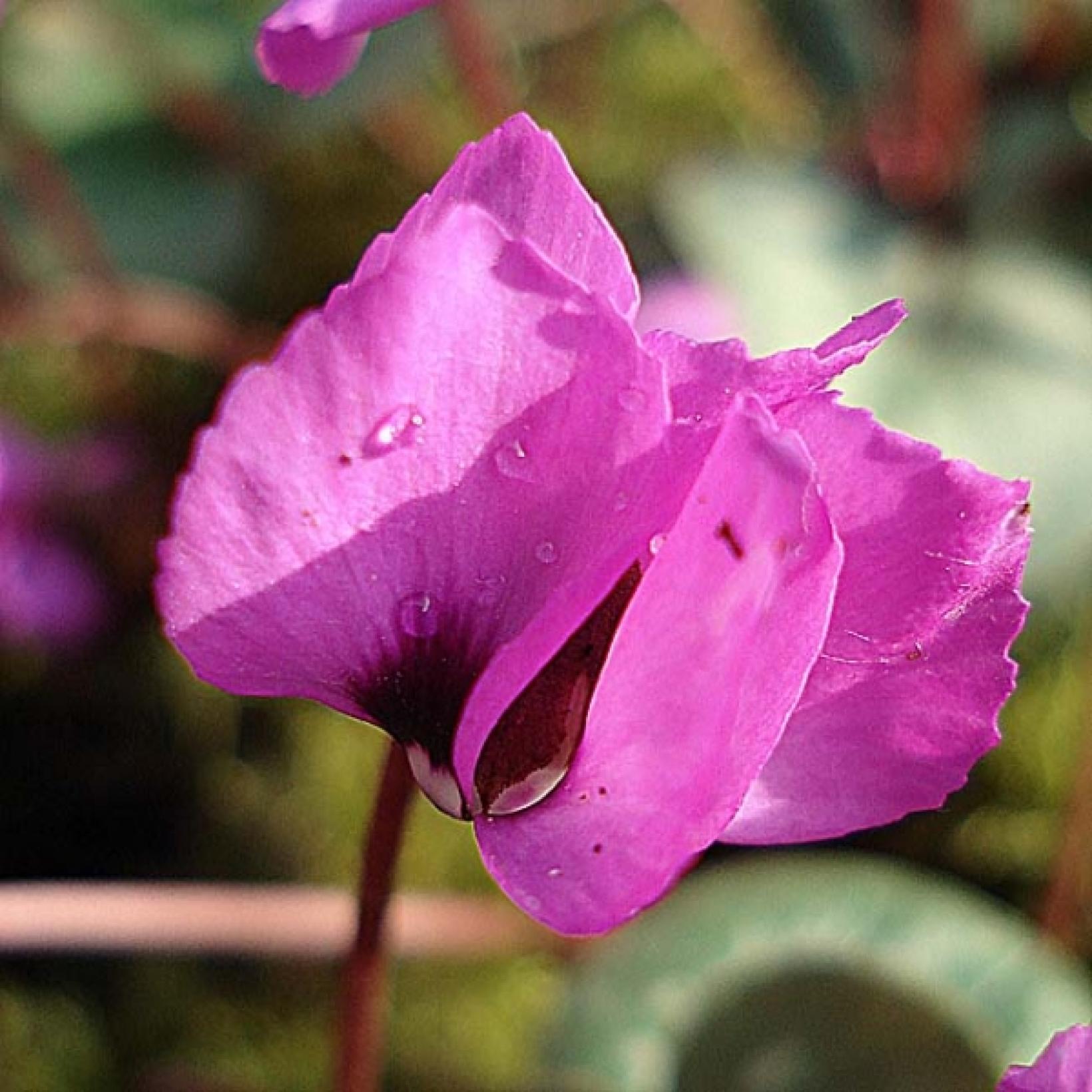 Cyclamen Coum rose - De charmantes fleurs roses en hiver