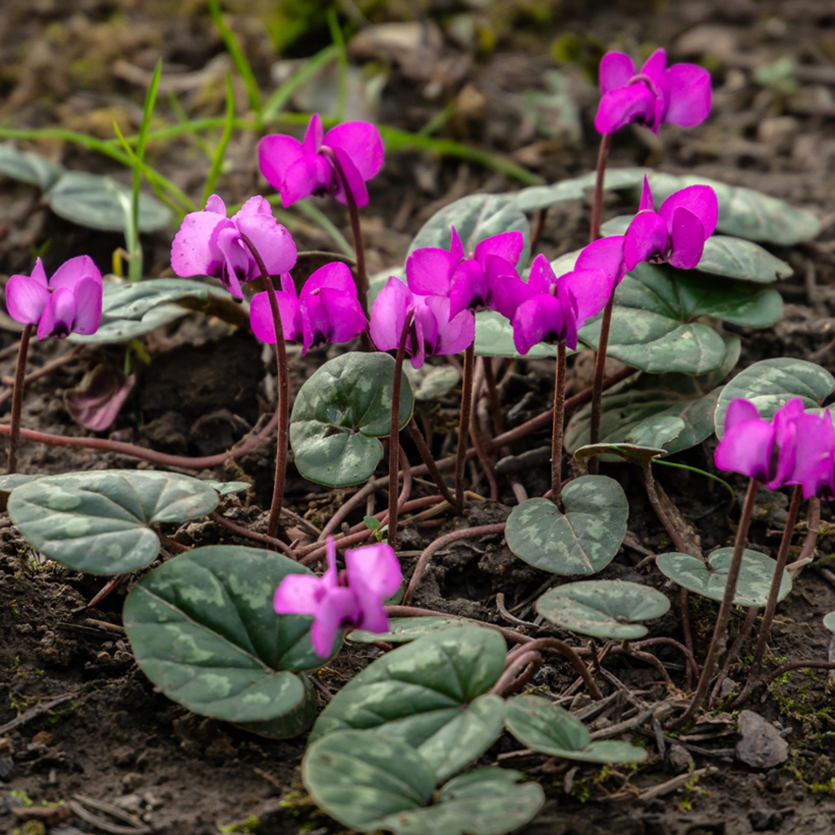 Cyclamen Coum rose - De charmantes fleurs roses en hiver
