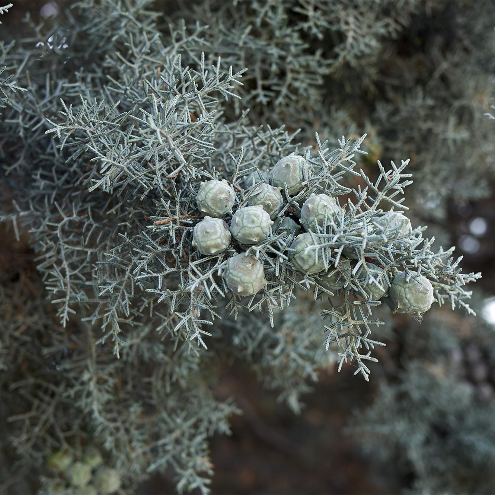 Cupressus arizonica Fastigiata - Cyprès de l'Arizona fastigié, en ...