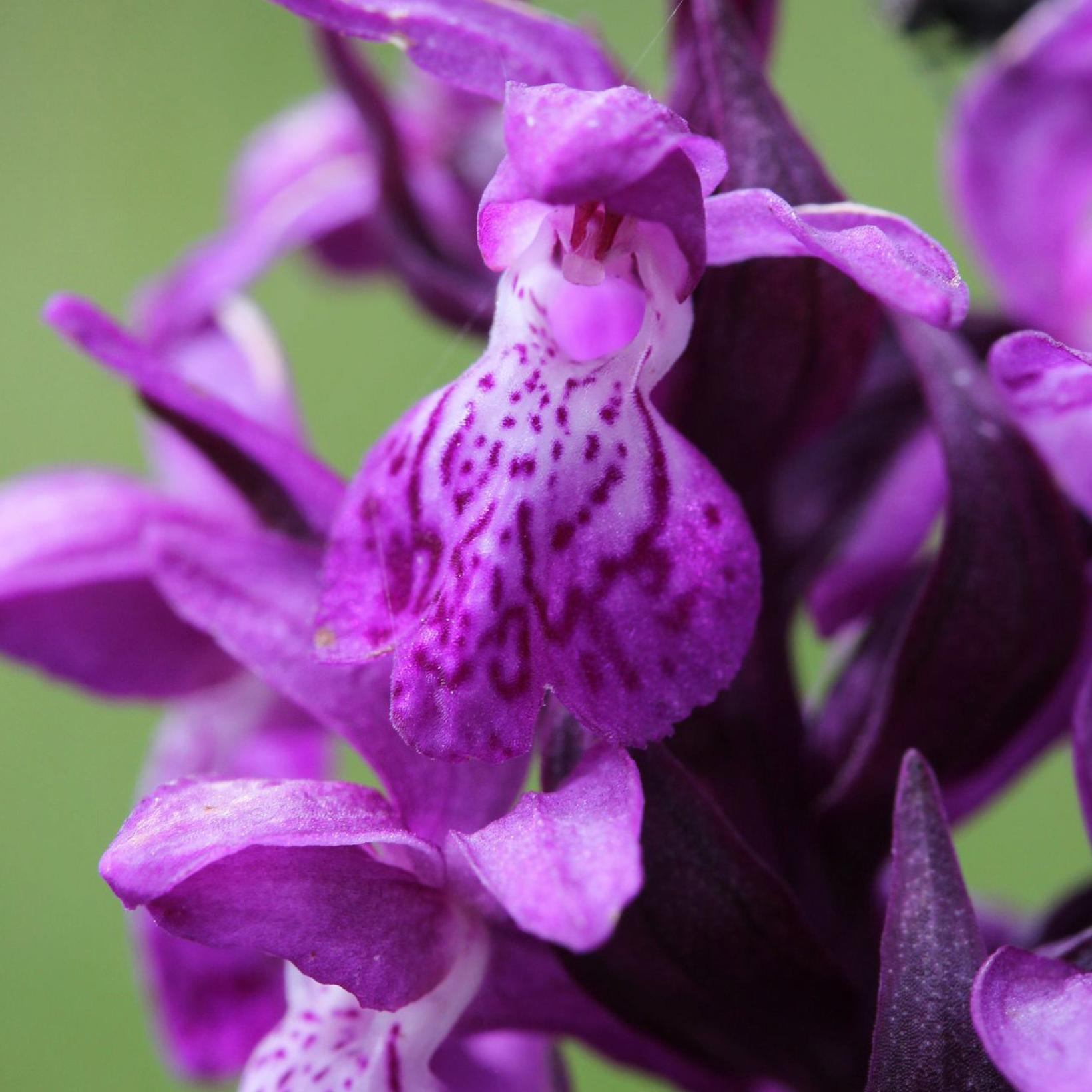 Dactylorhiza majalis - Orchis de Mai ou à feuilles larges - Vivace