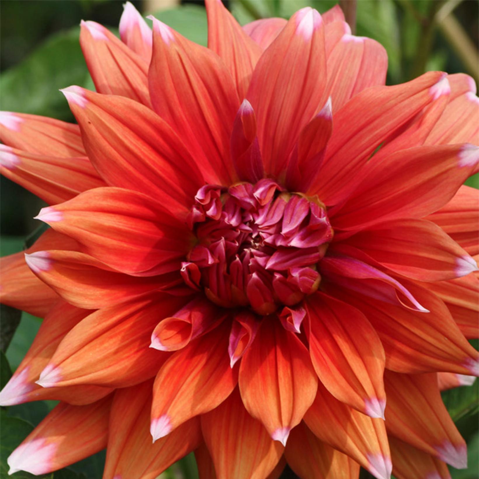 Dahlia Color Spectacle - Dahlia Groupe Cactus - De saisissantes fleurs ...