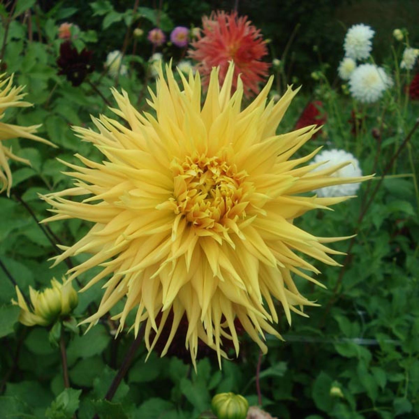 Dahlia Encore - Variété géante à très grosses fleurs jaune soleil ...