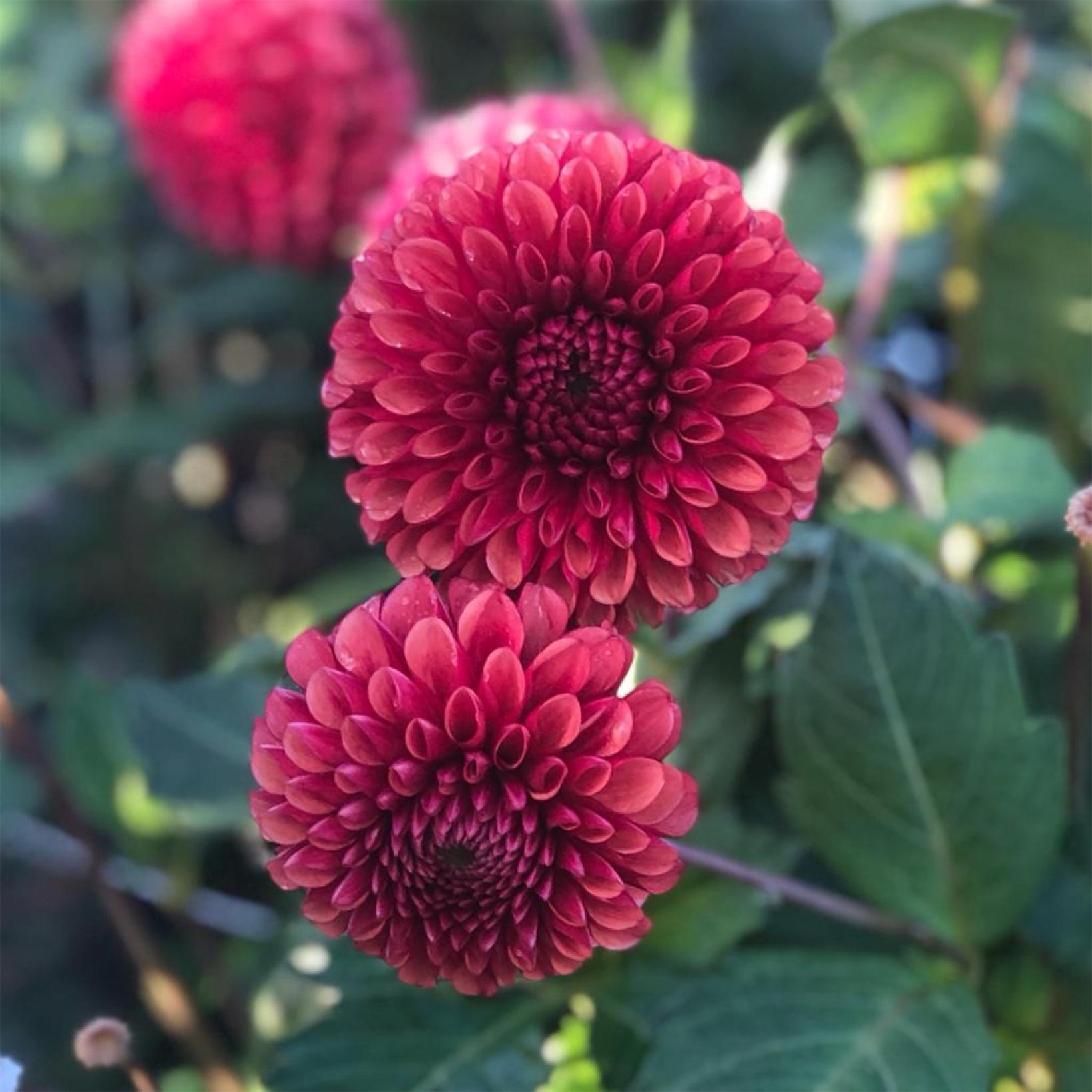 Dahlia Balle Copper Boy Vari t Fleurs Rouge Fonc Cuivr dahlia-balle-copper-boy-vari-t-fleurs-rouge-fonc-cuivr