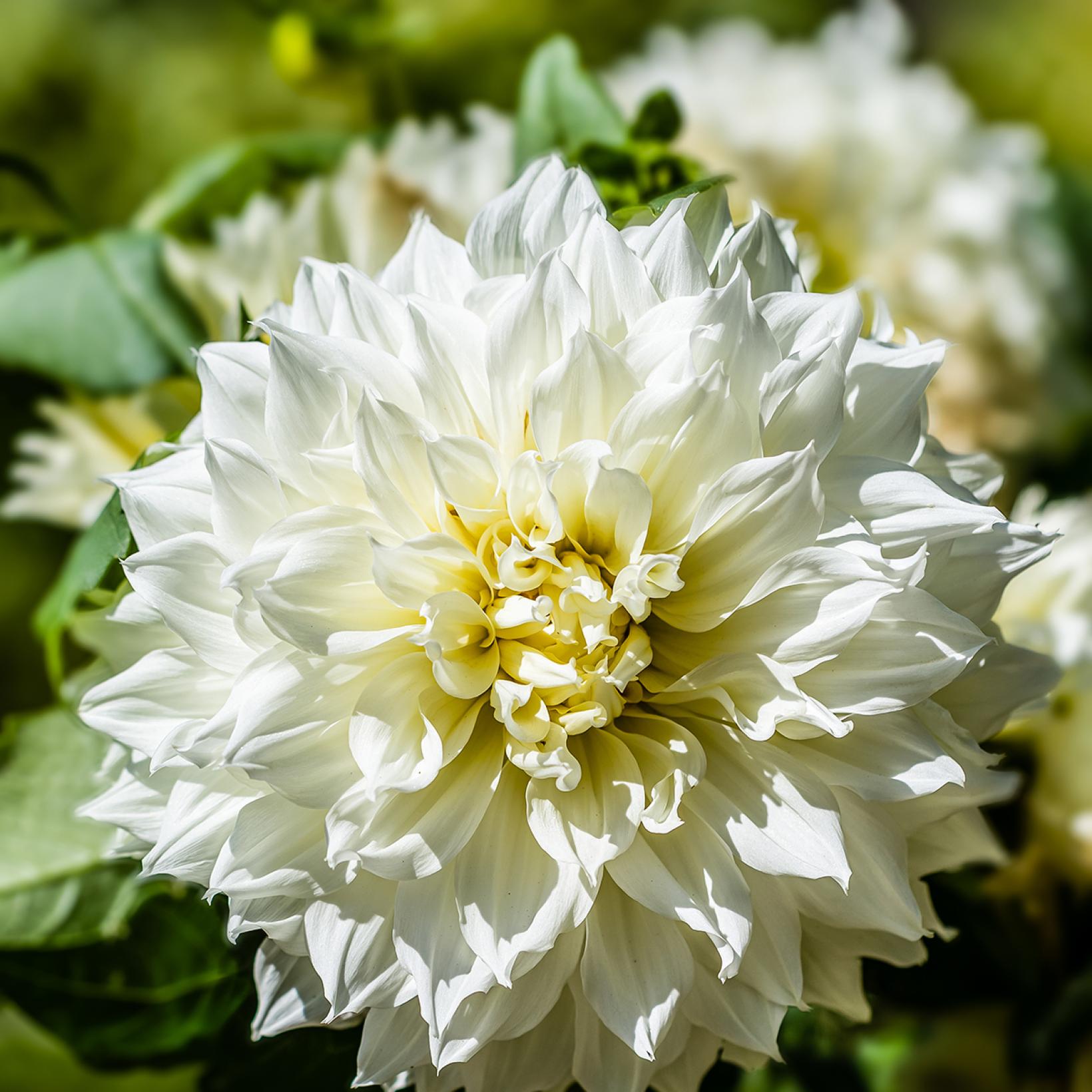 Dahlia Fleurel - Dahlia Géant, aux fleurs énormes, blanches et doubles.