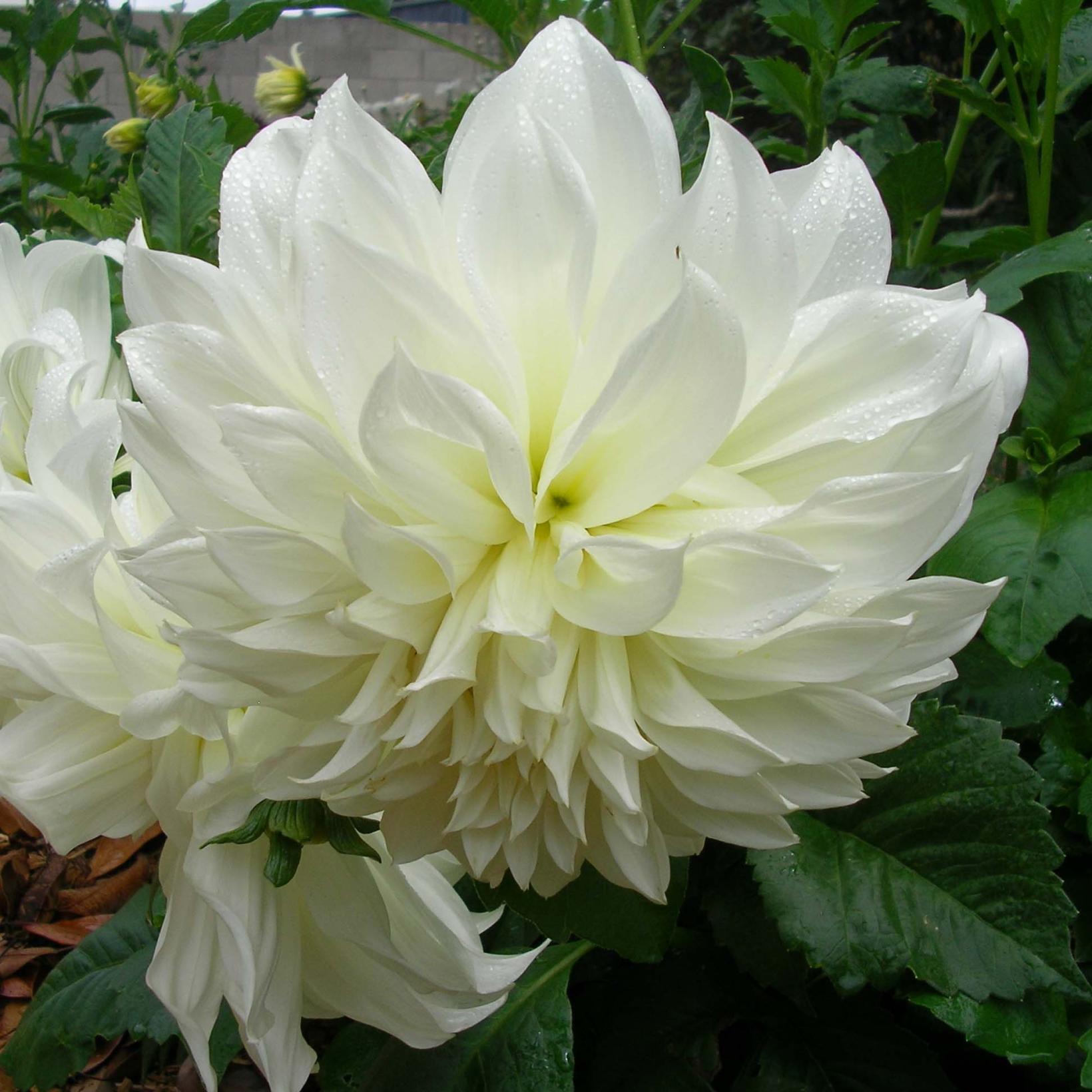 Dahlia Fleurel - Dahlia Géant, aux fleurs énormes, blanches et doubles.