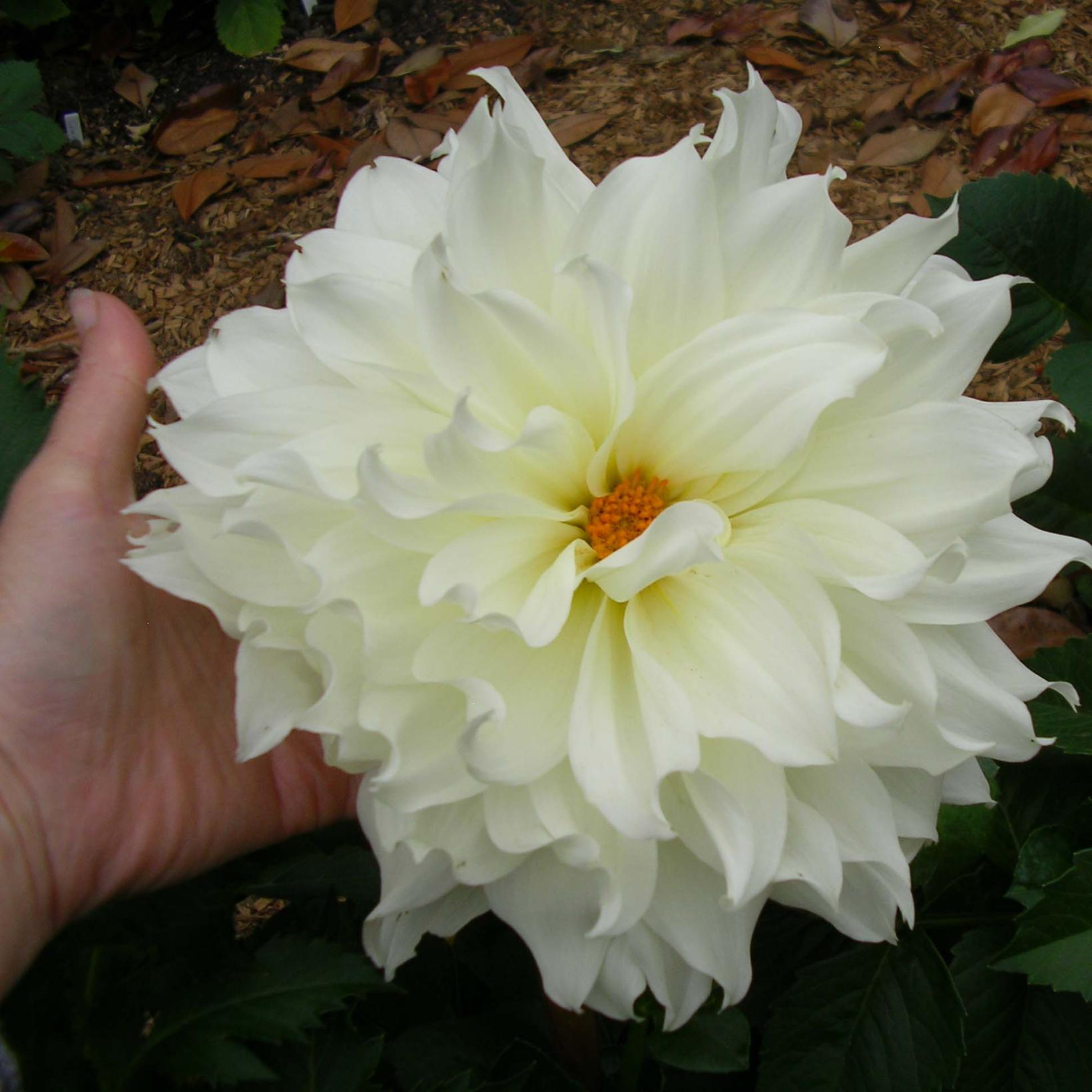 Dahlia Fleurel - Dahlia Géant, aux fleurs énormes, blanches et doubles.
