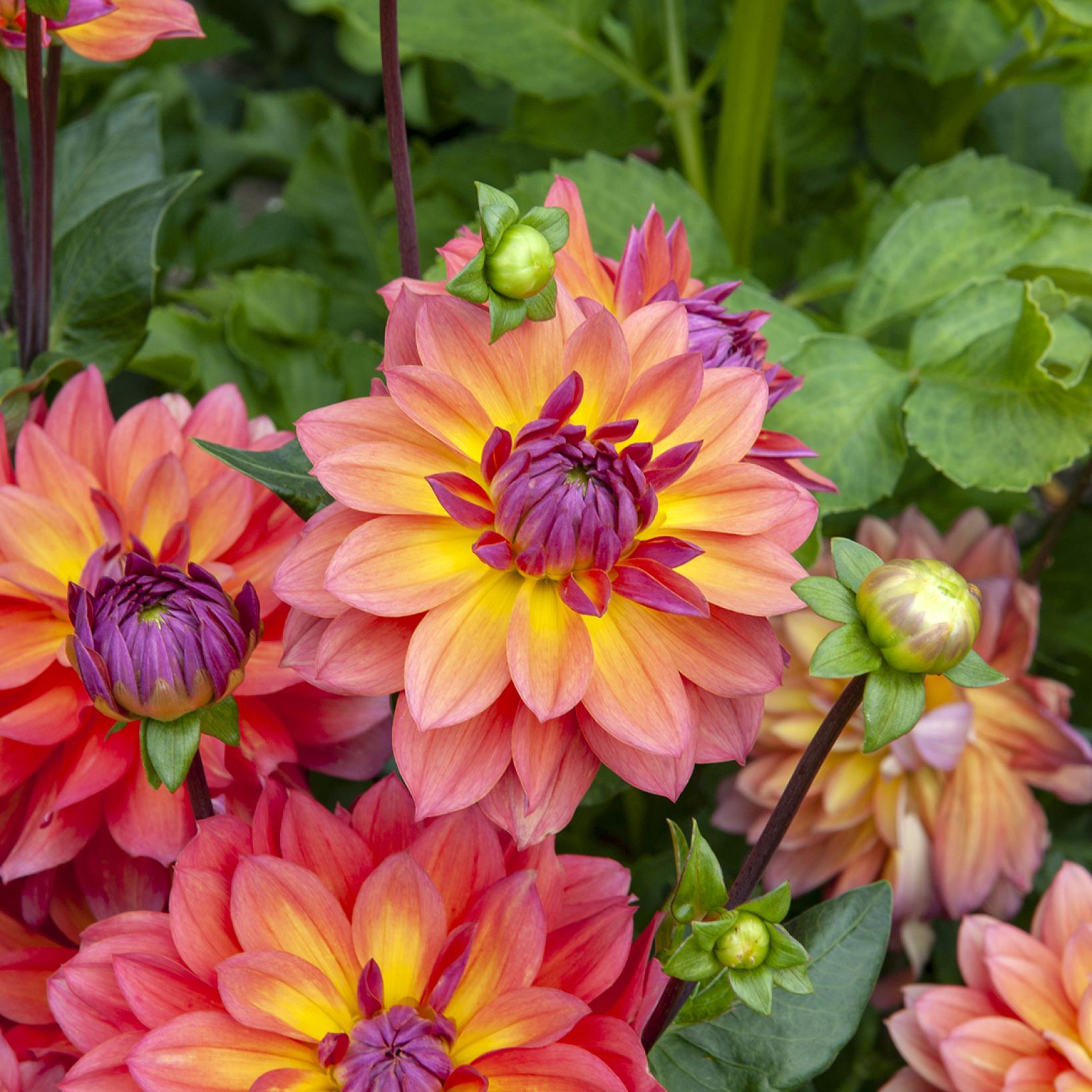 Dahlia décoratif Firepot - Variété naine à fleurs semi doubles orange ...