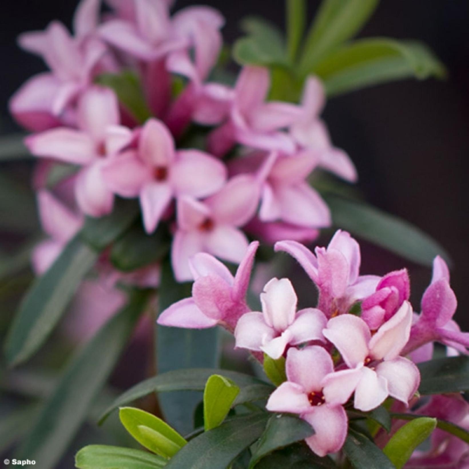 Daphne (x) transatlantica Pink Fragrance - Arbrisseau en fleurs 5 mois