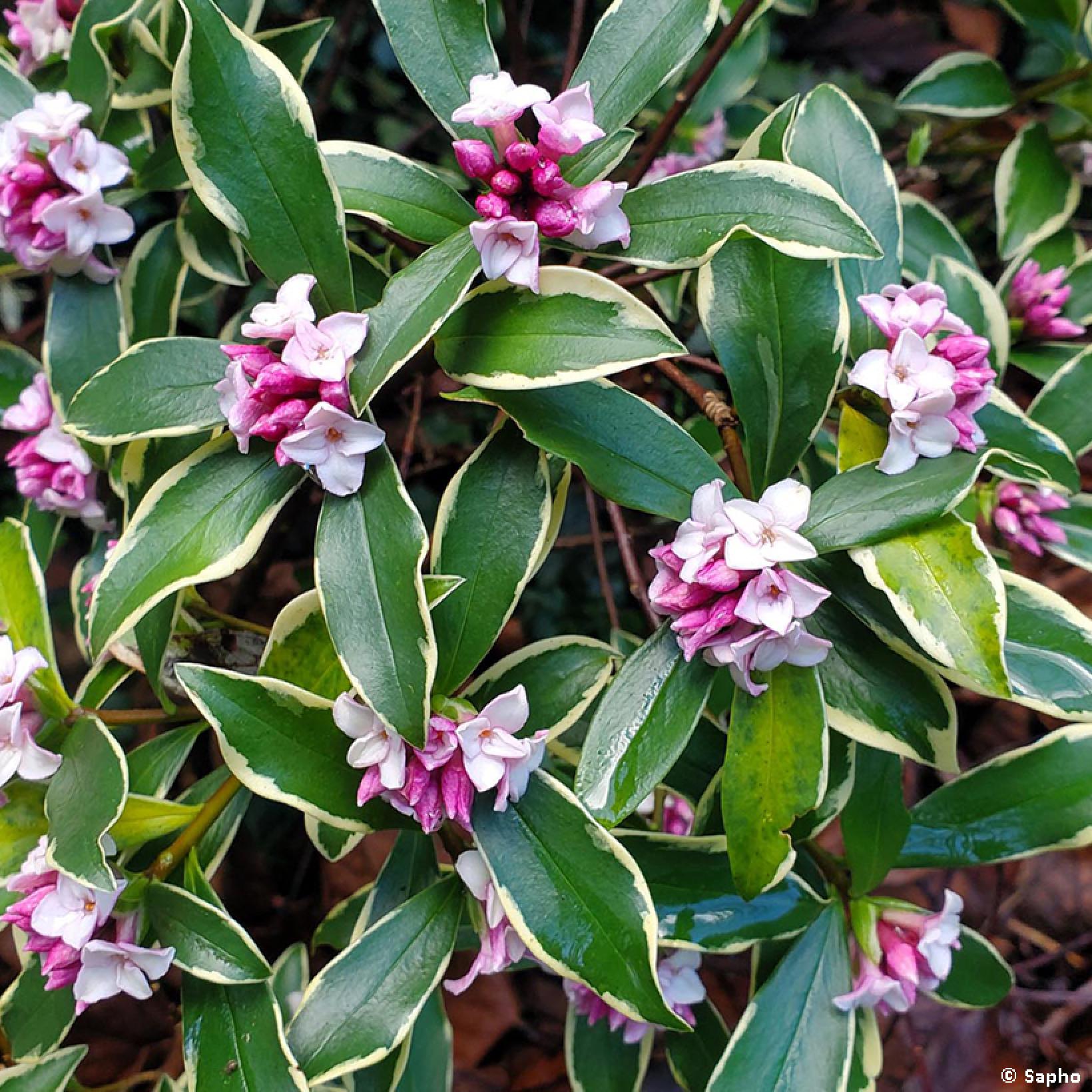 Daphne odora Rogald'or - Arbuste persistant panaché à floraison ...